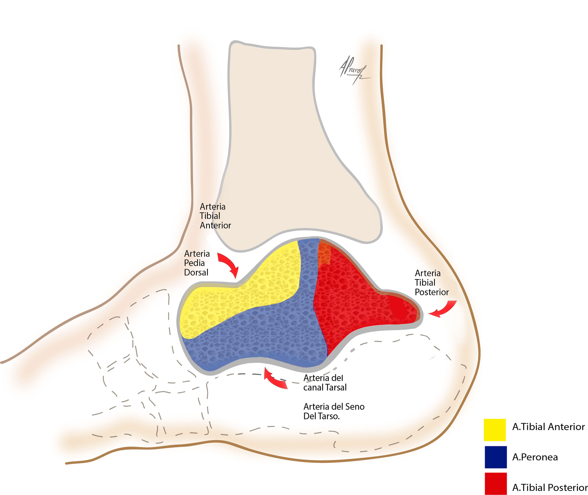 Representación gráfica del aporte vascular intraóseo y extraóseo del ...
