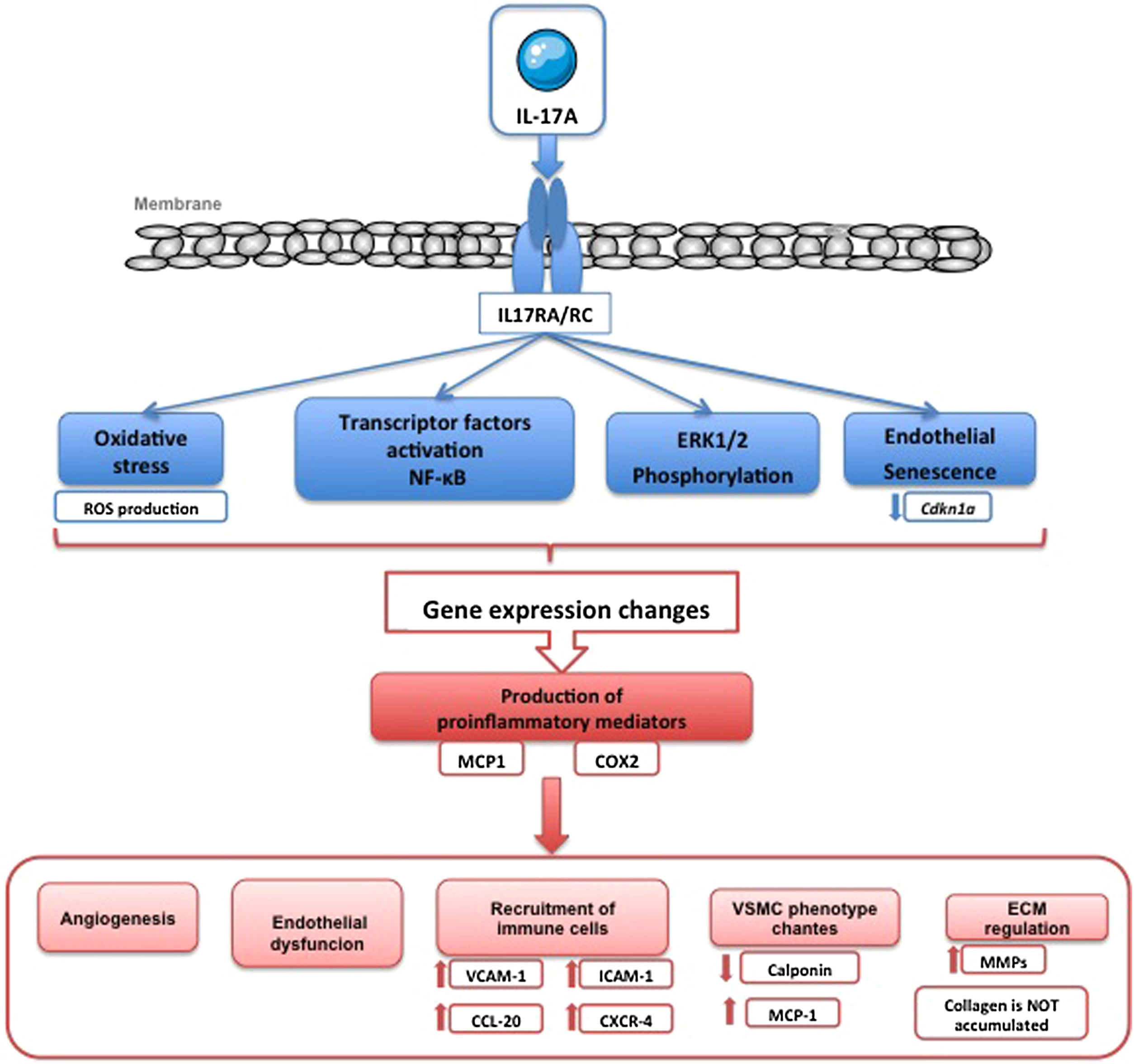 Interleukin-17A: Potential mediator and therapeutic target in ...