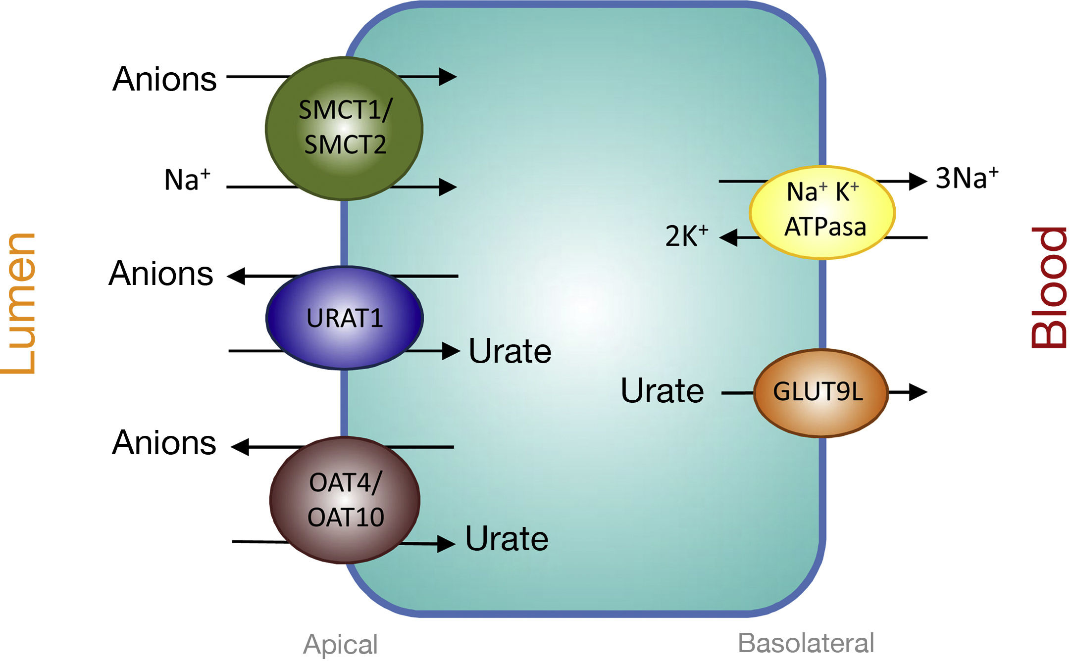 uric acid urate