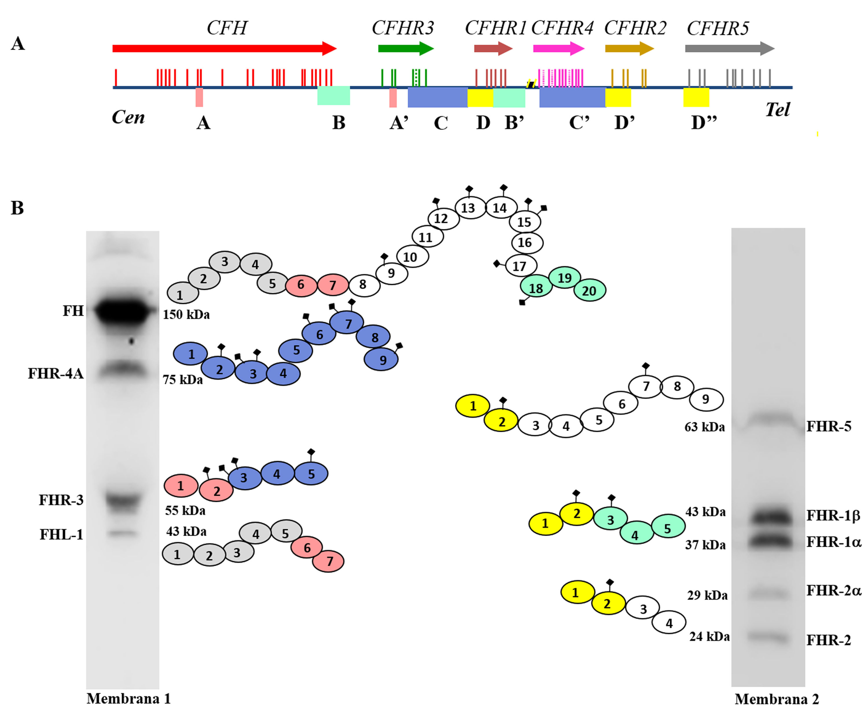 Contribution of functional and quantitative genetic variants of Complement Factor H and Factor H ...