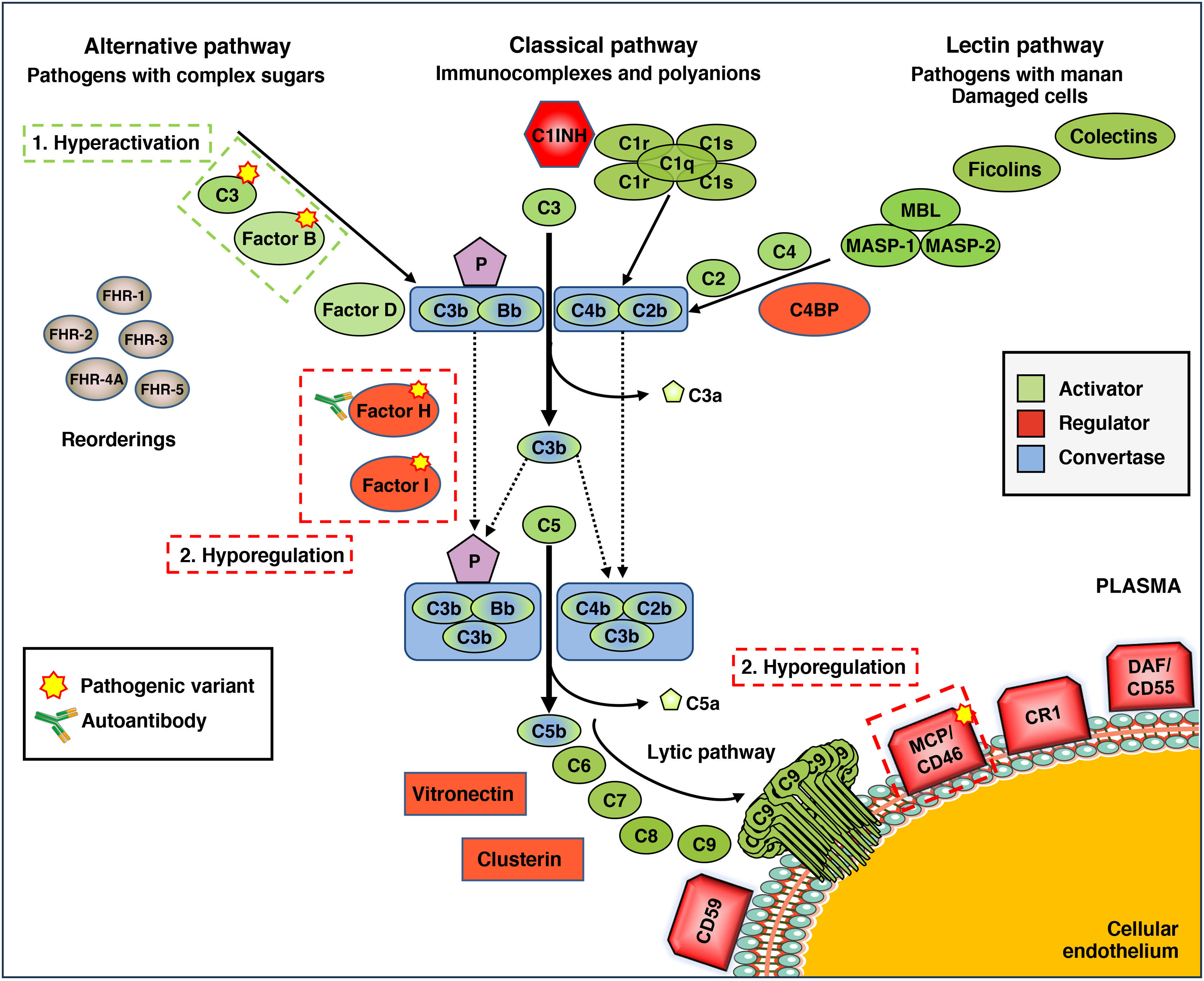 Relevance of the interactions between the complement and contact ...