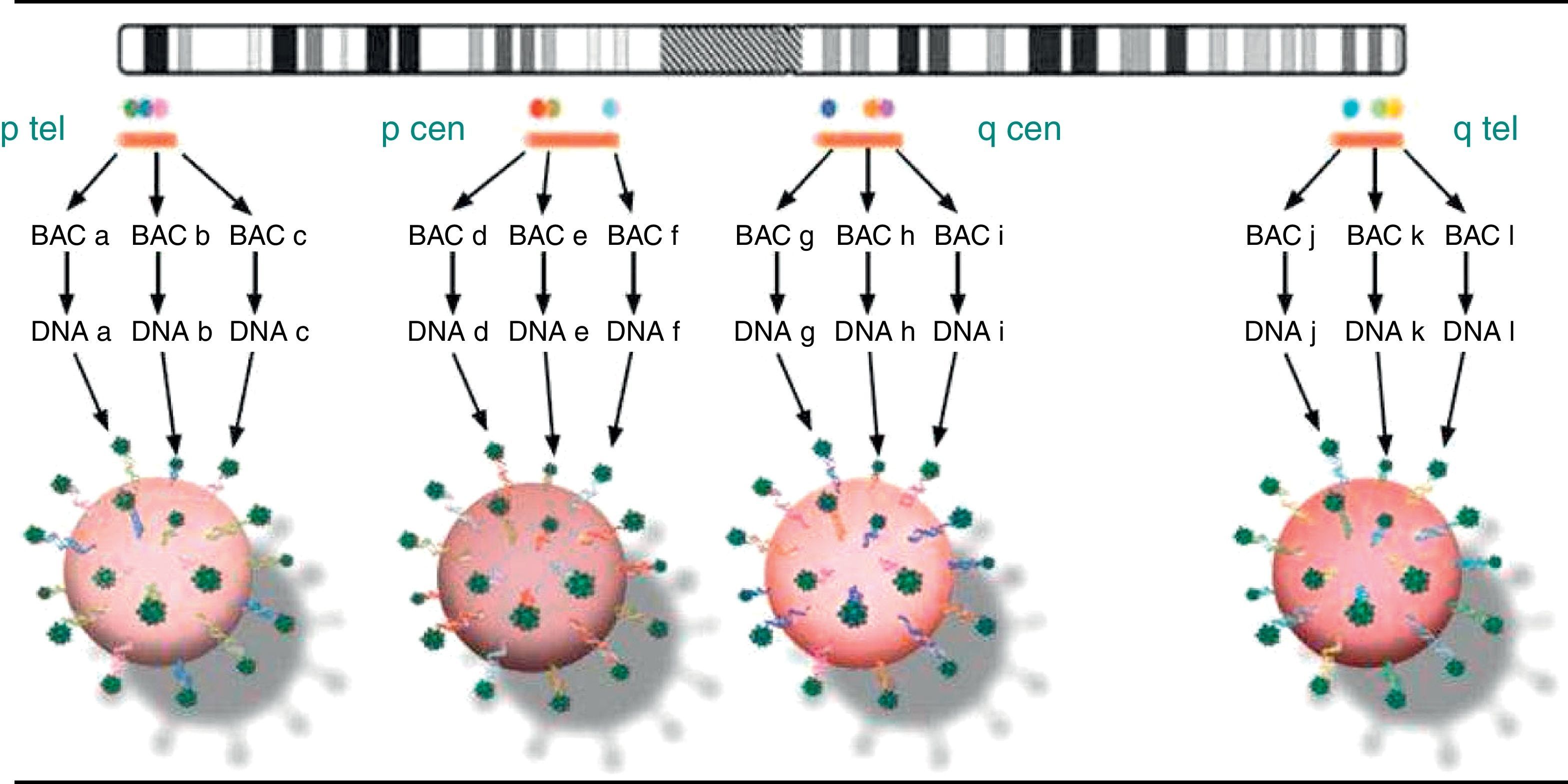 Tecnología BACs-on-Beads™ aplicada al diagnóstico prenatal y al estudio ...