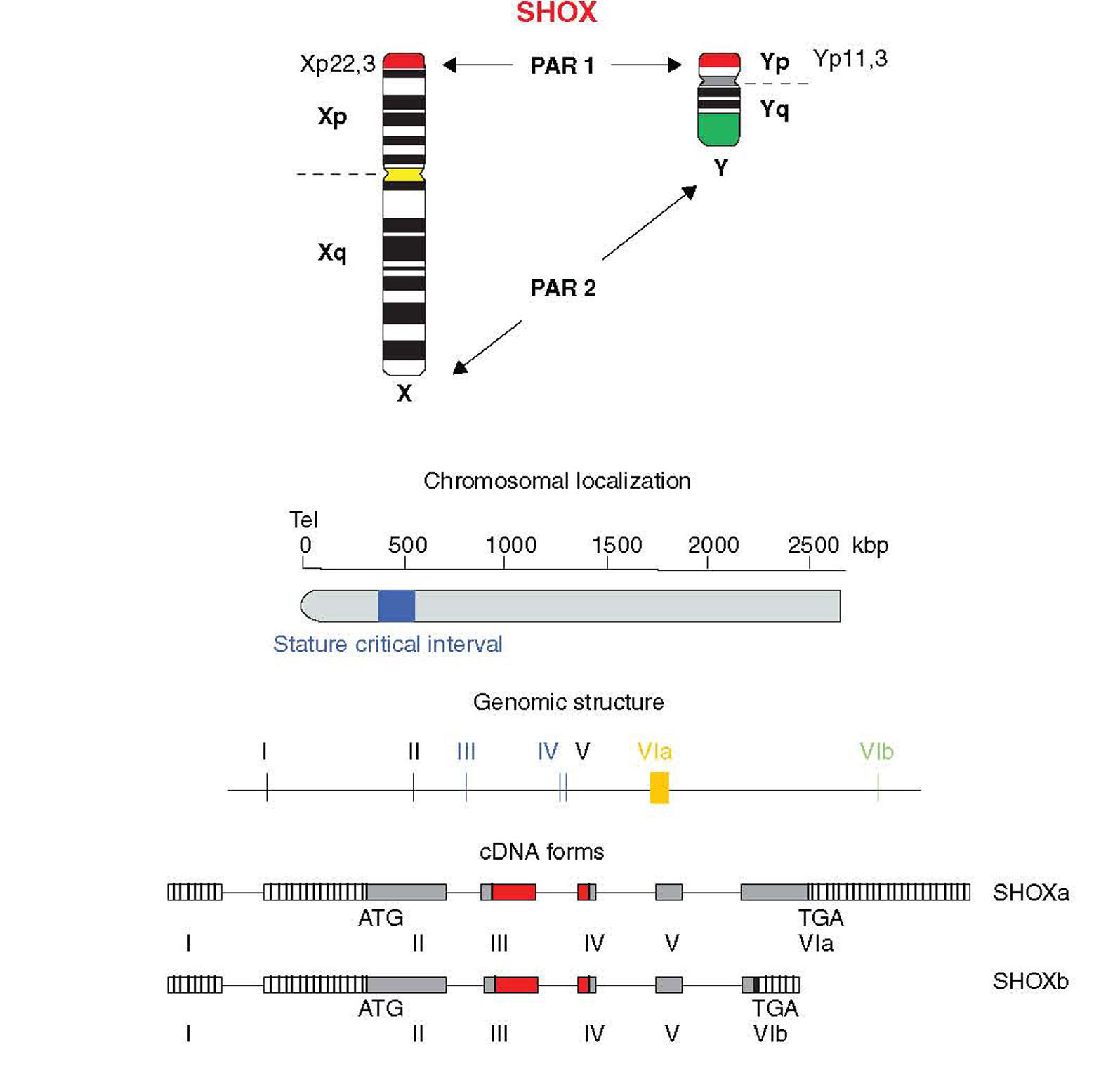 The role of the SHOX gene in the pathophysiology of Turner syndrome ...