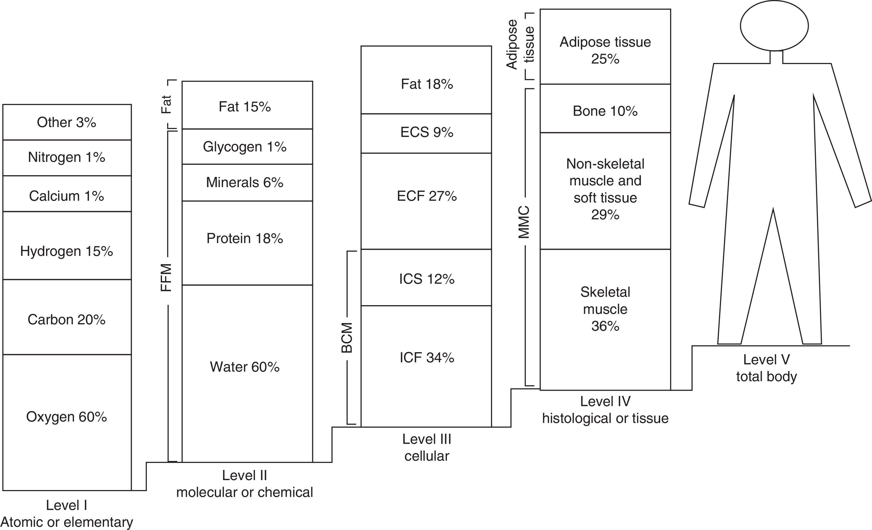Body composition: Assessment and clinical value | Endocrinología y ...