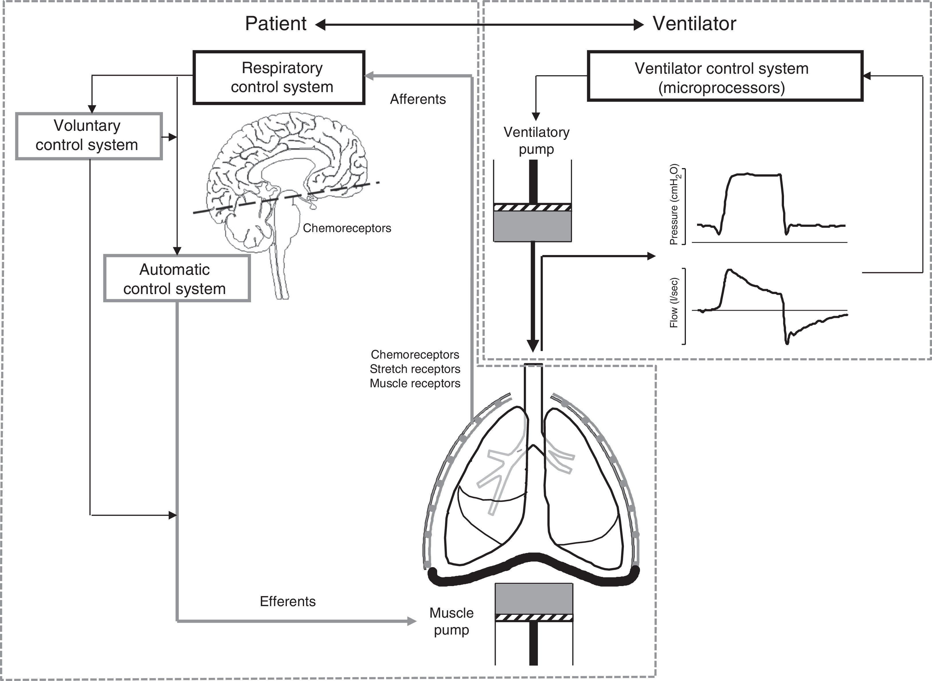 apneic ventilation