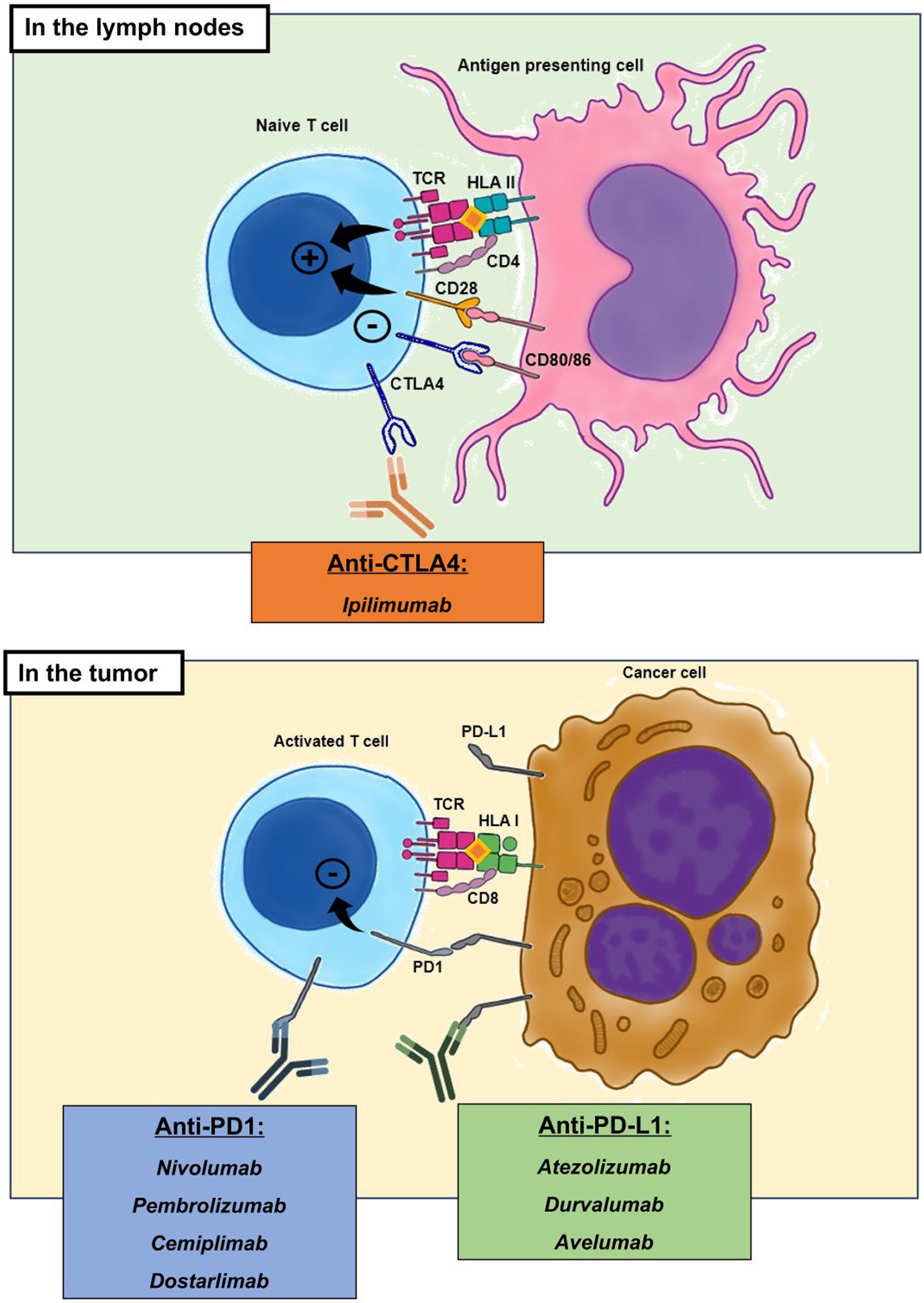 What should intensivists know about immune checkpoint inhibitors and ...