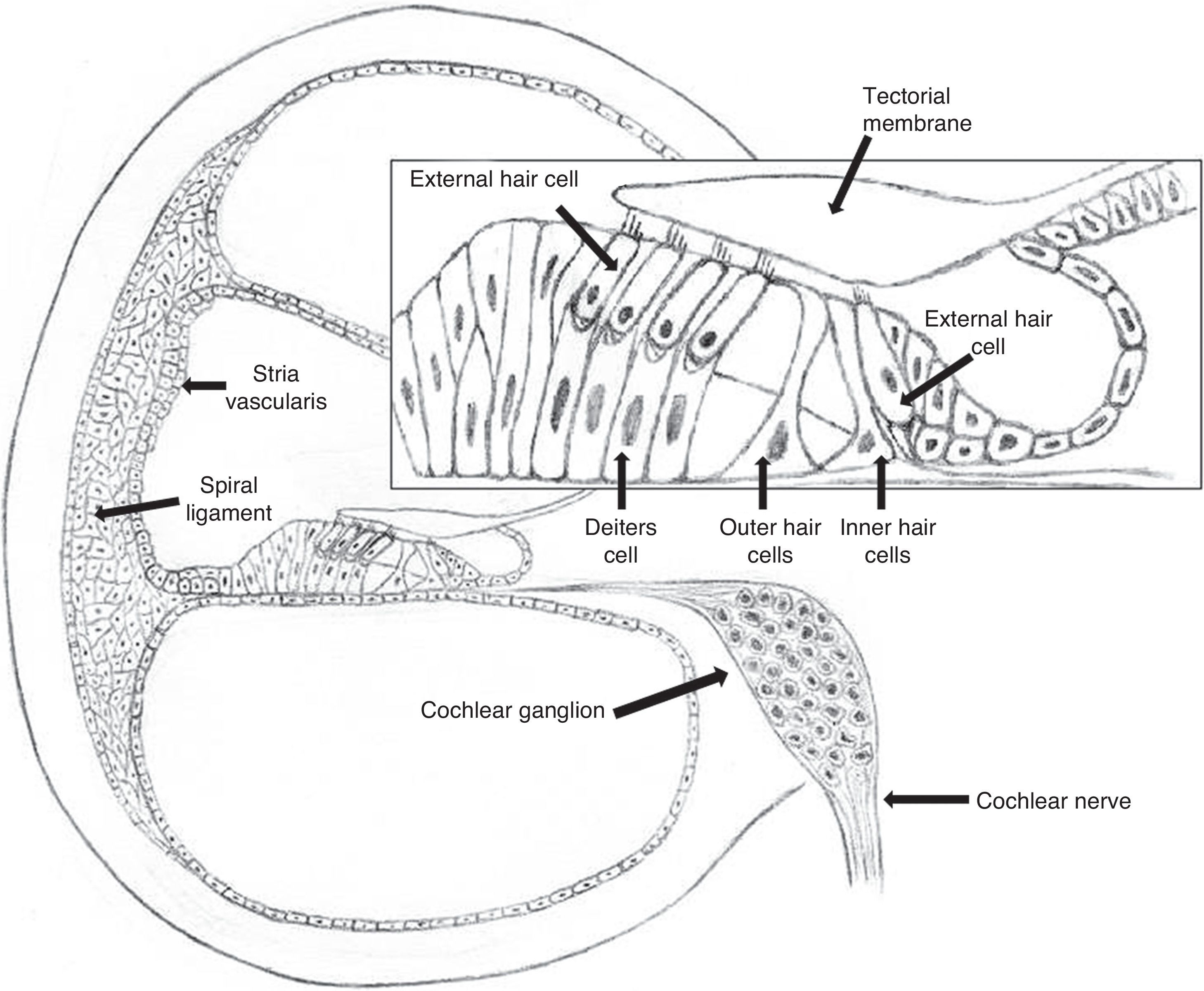 Perspectives for the Treatment of Sensorineural Hearing Loss by ...