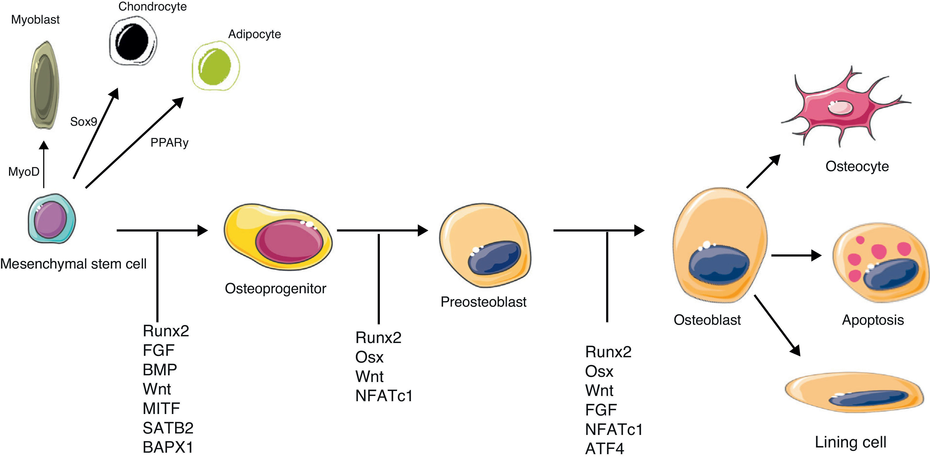 osteocytes role