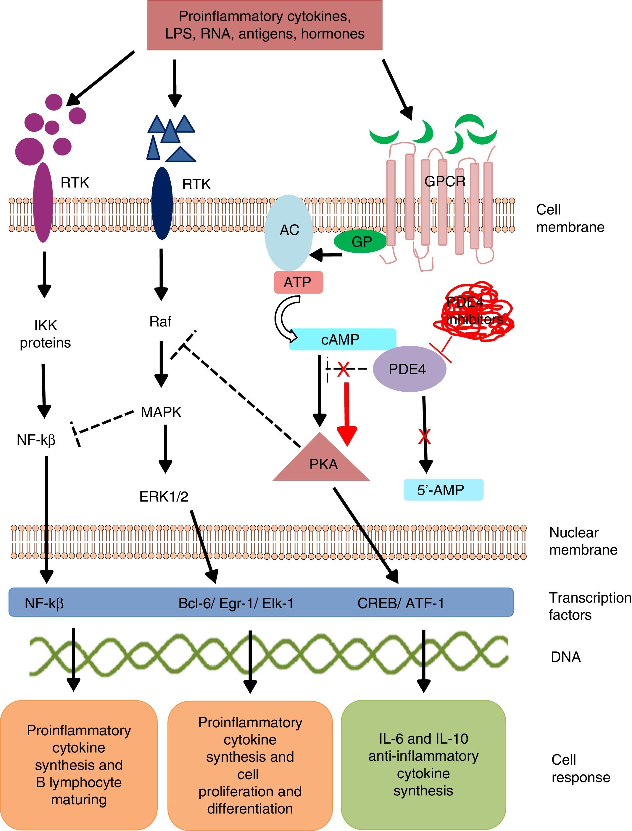 phosphodiesterase