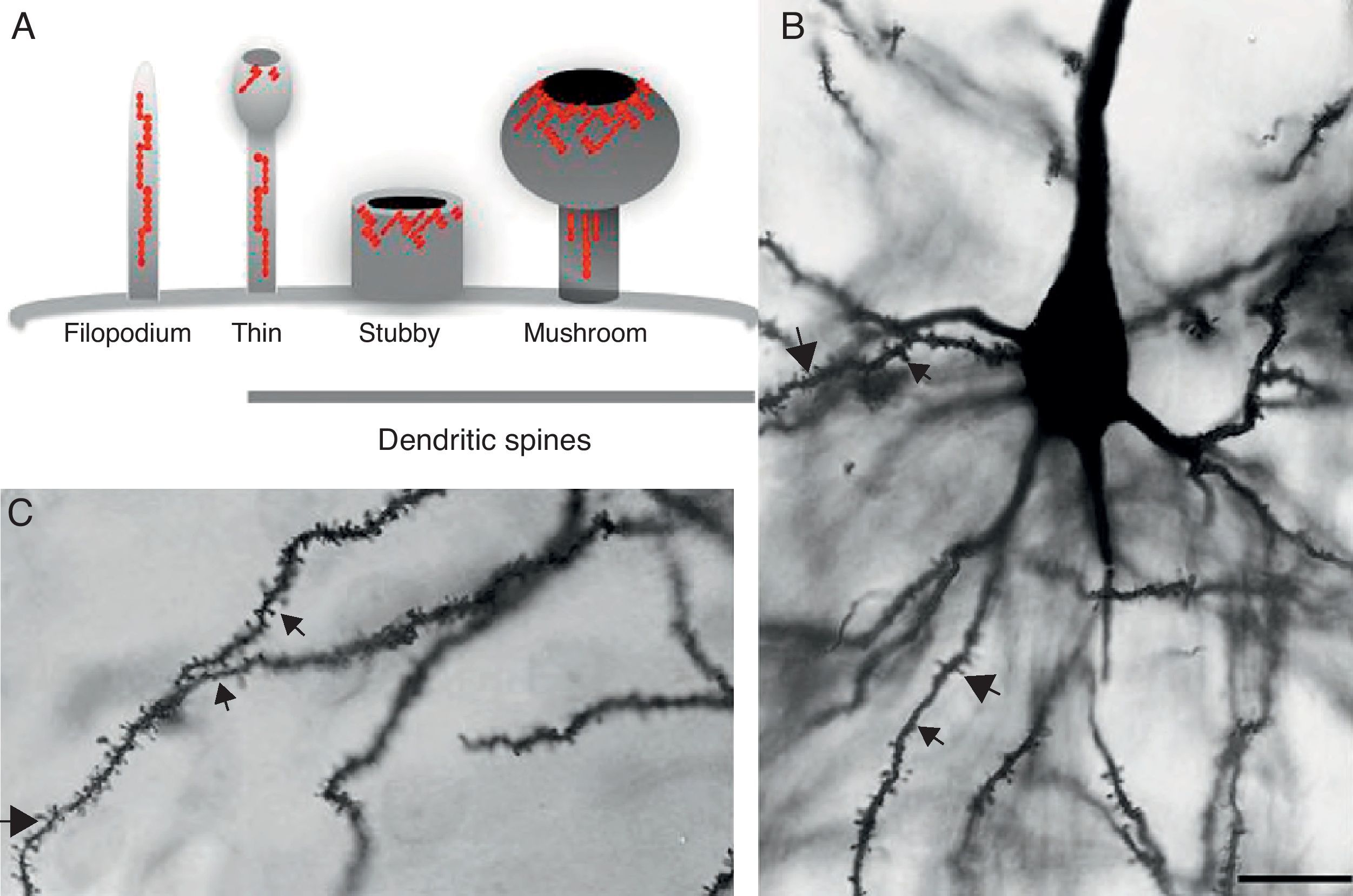 dendritic spines function
