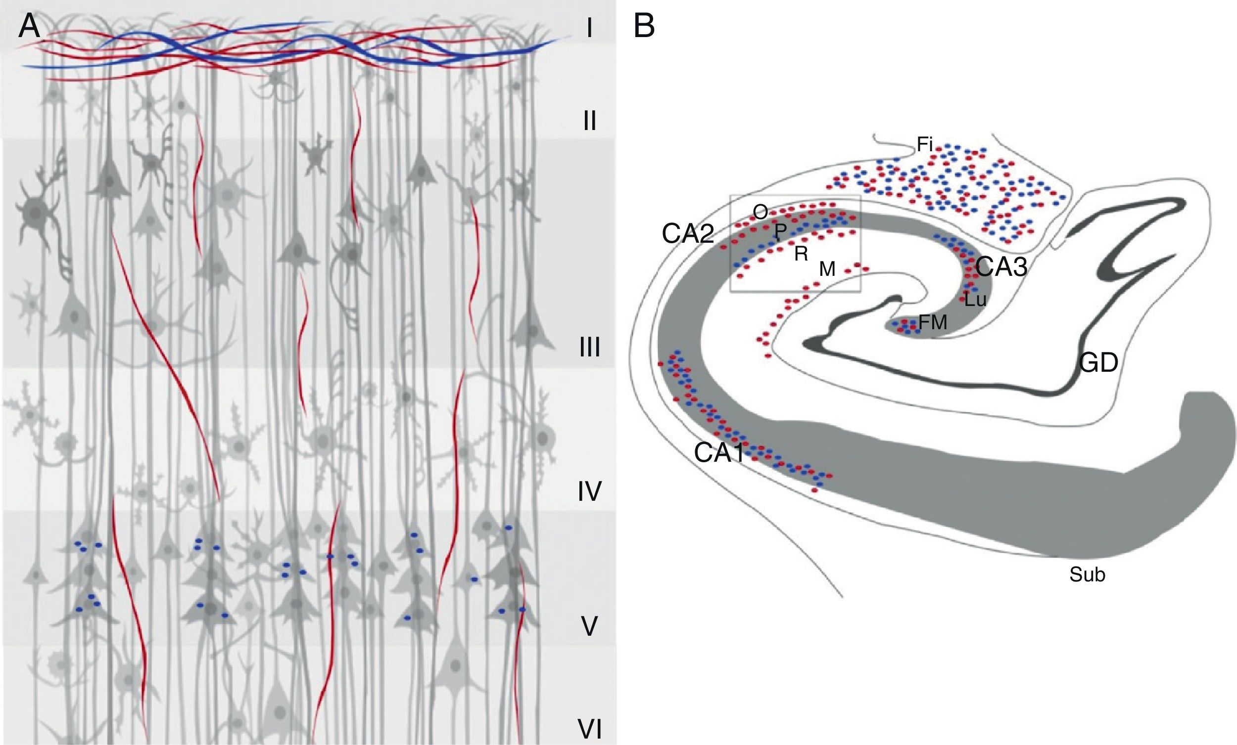 mouse hippocampus layers