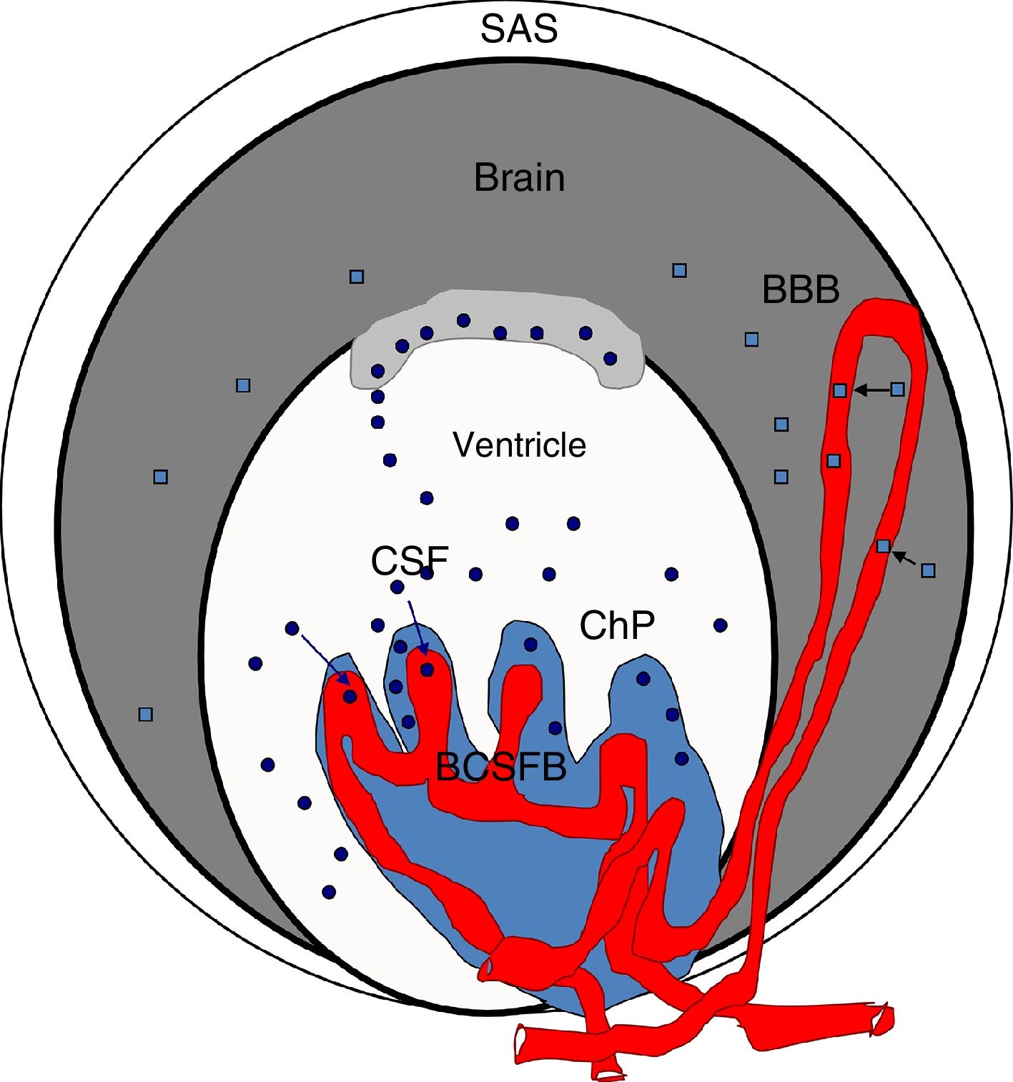 choroid plexus layers