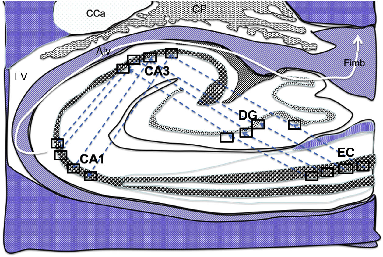 Variations of the grid and place cells in the entorhinal cortex and ...