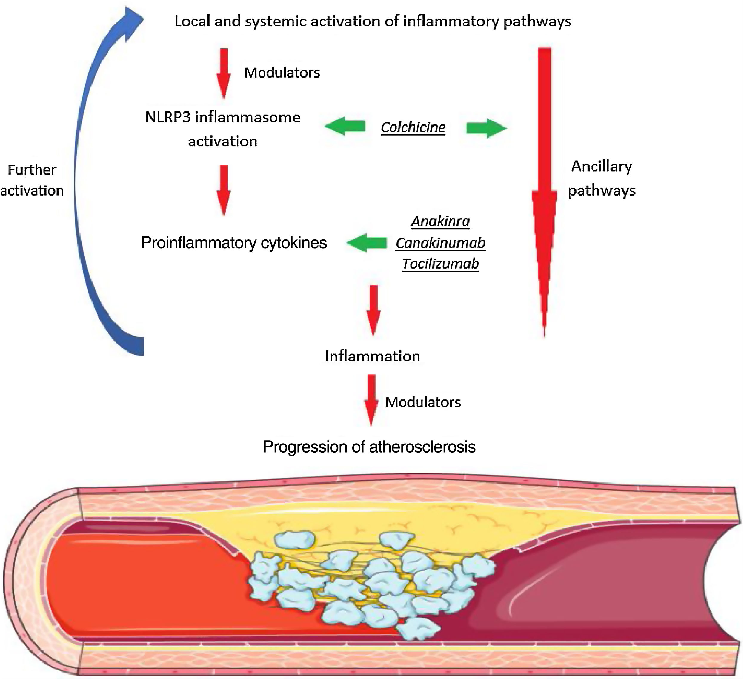 Inflammation and ischemic heart disease: The next therapeutic target ...