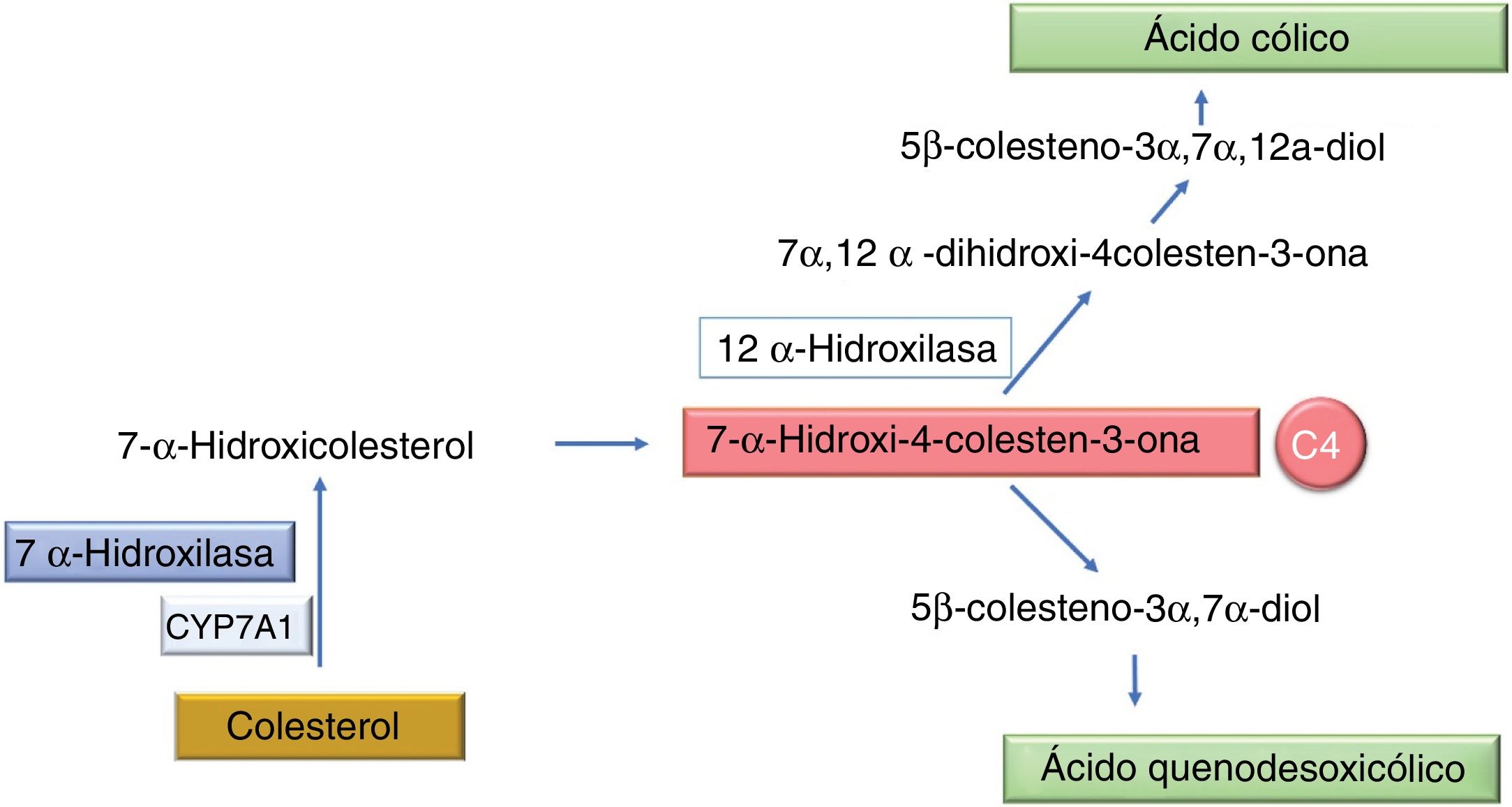 Gammagrafía con 75Se-ácido tauroselcólico (75SeHCAT®), ¿prueba de ...