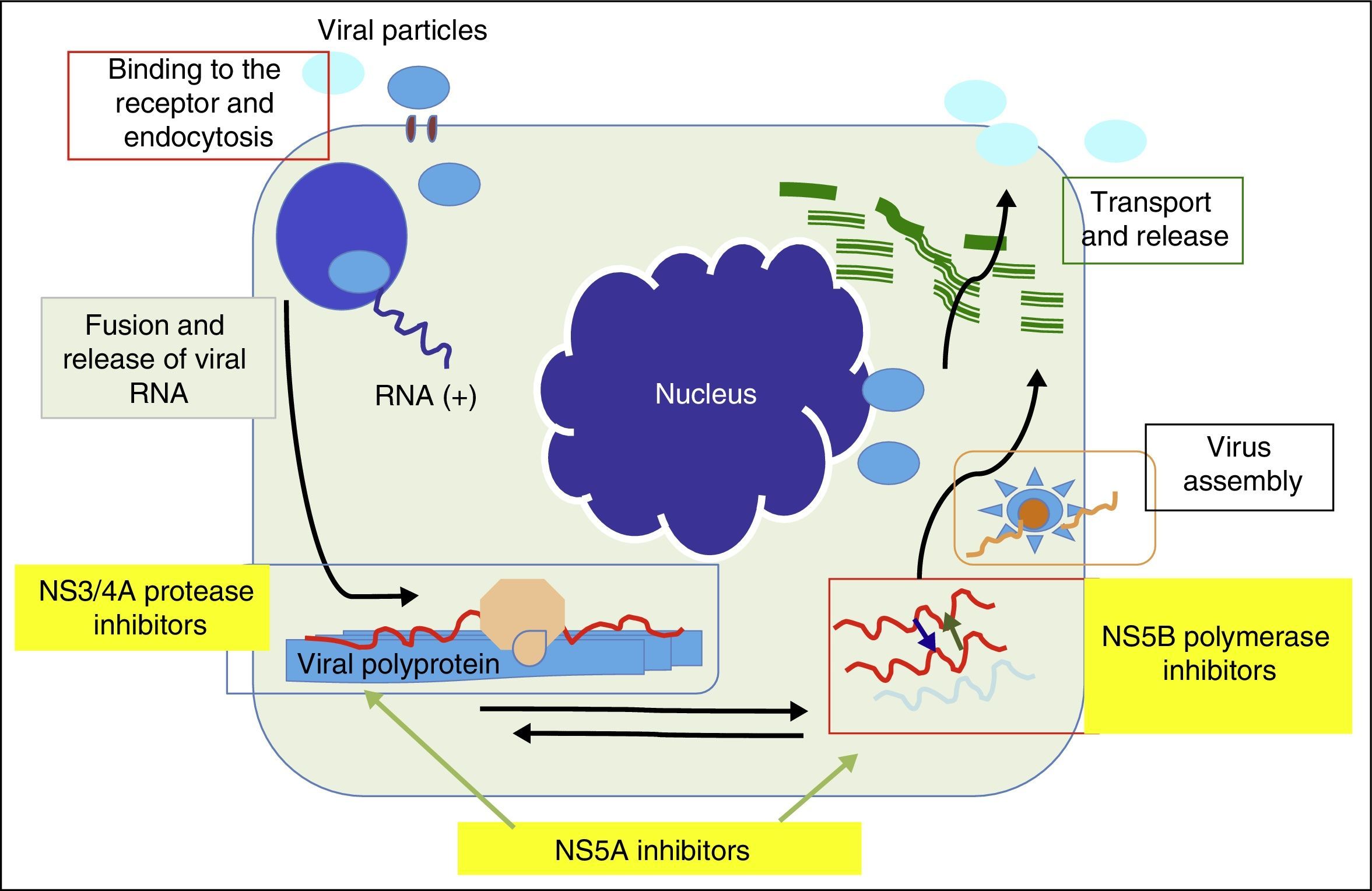Treatment of hepatitis C virus with direct-acting antivirals: Practical ...