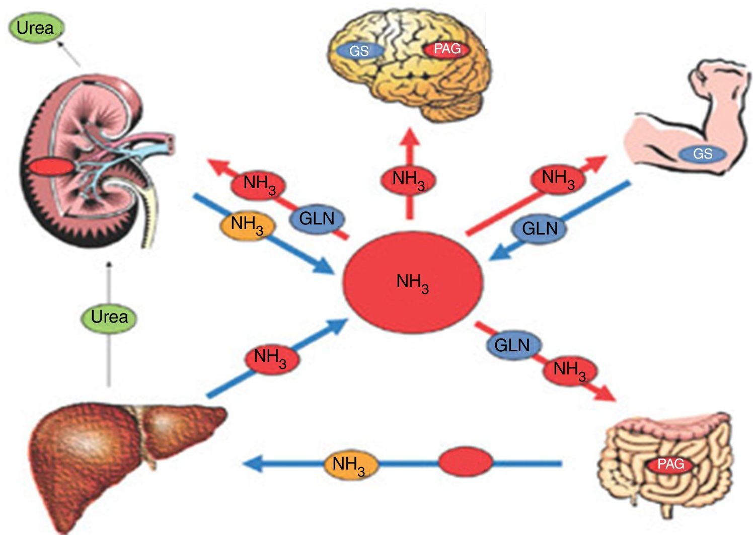 hepatic encephalopathy
