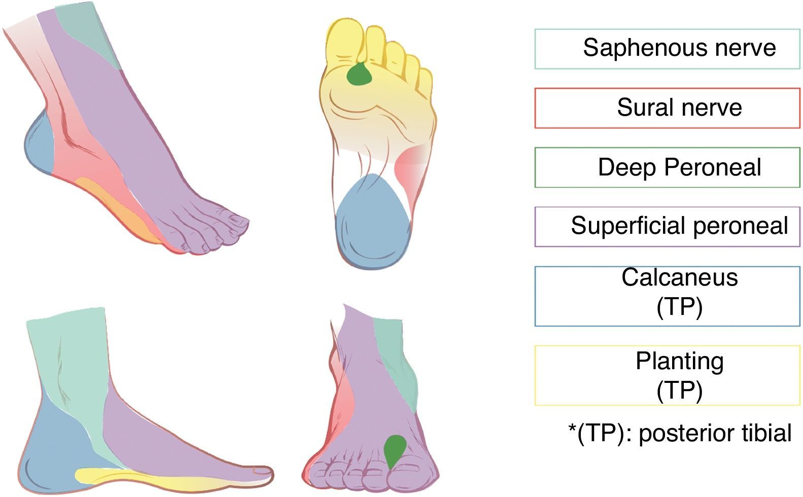 Ultrasound-guided ankle block: An attractive anaesthetic technique for ...