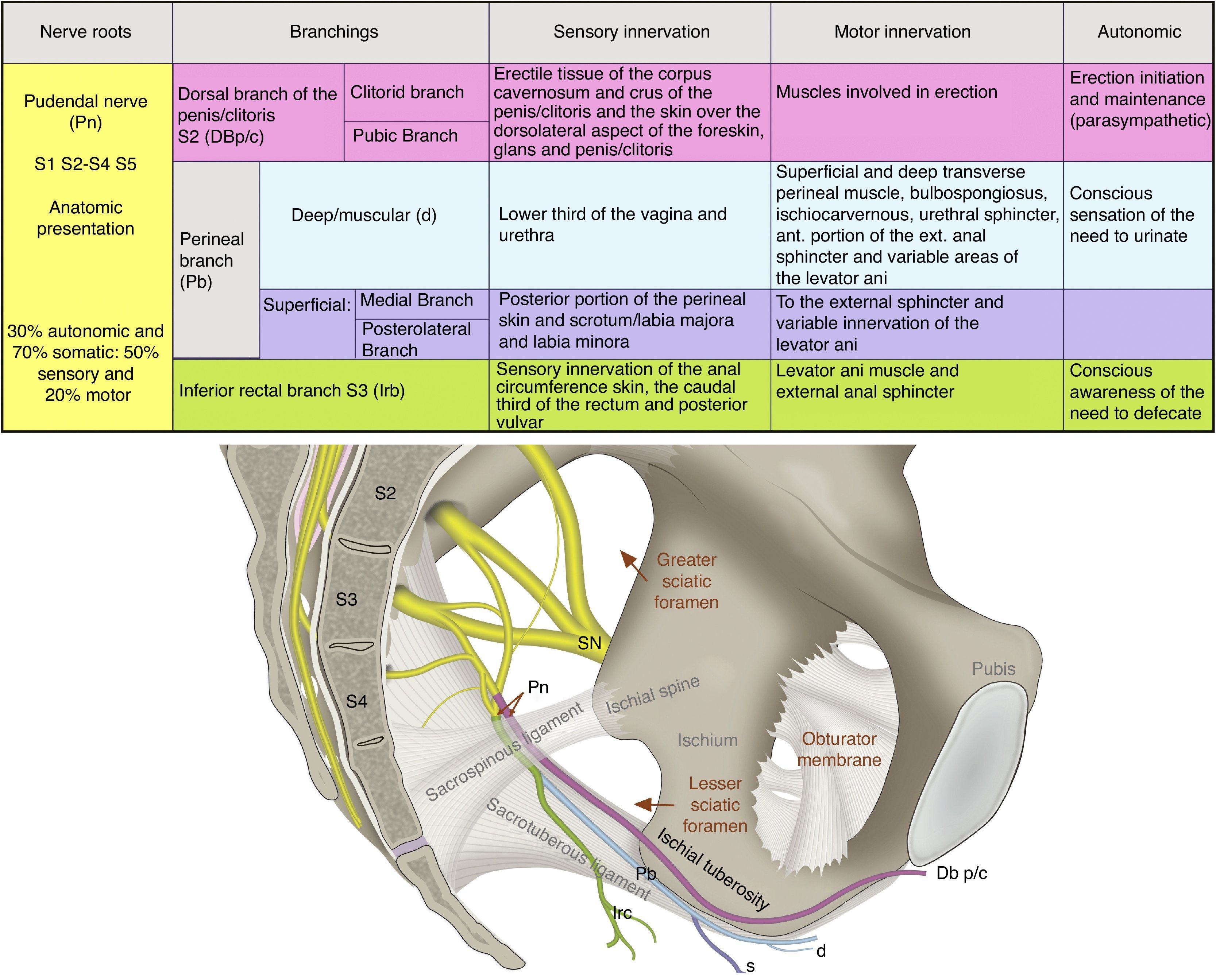 pelvic nerve block