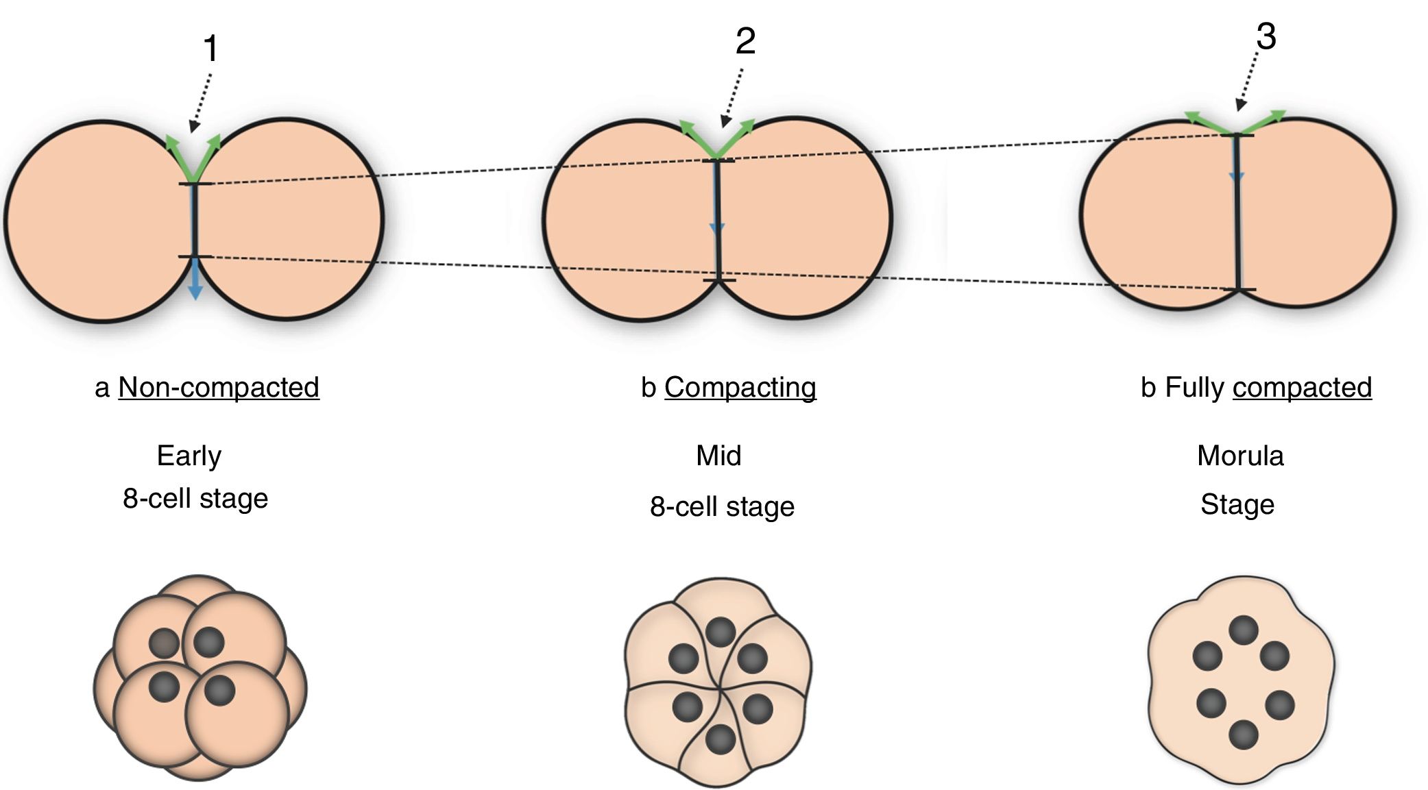 The first choice of the preimplantation embryo: How compaction and ...