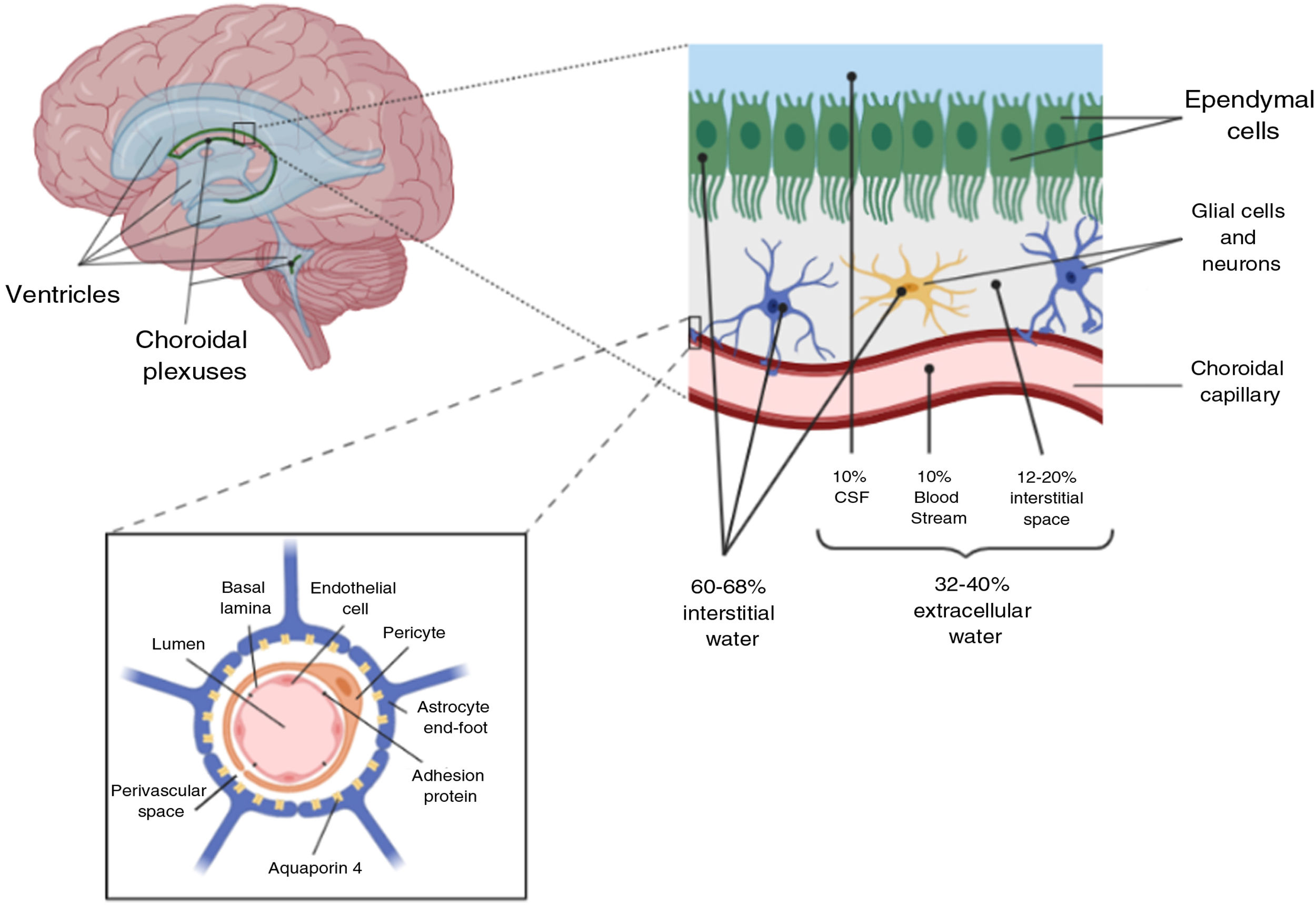 The glymphatic system and its involvement in disorders of the nervous ...