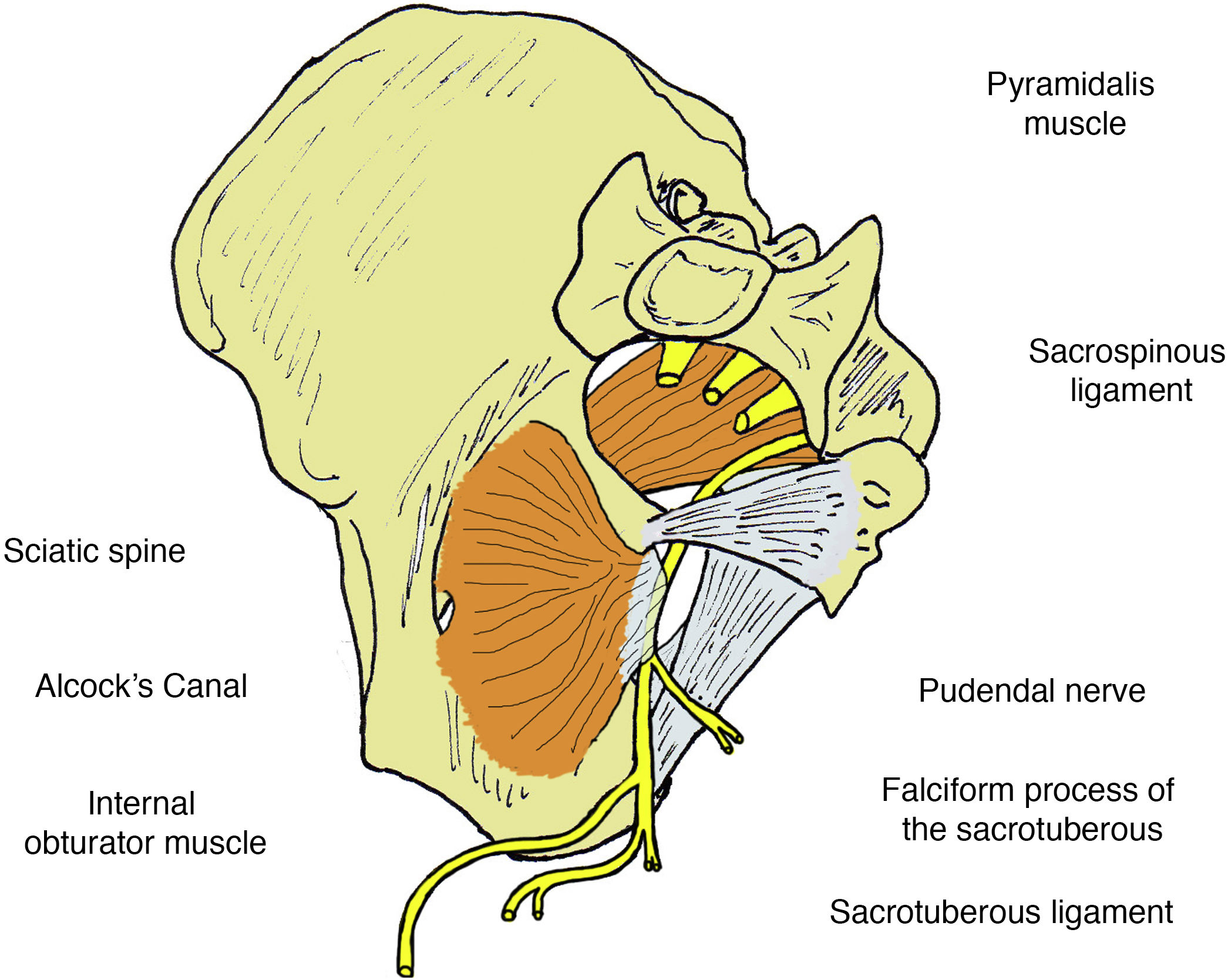 Diagnostic and therapeutic algorithm for pudendal nerve entrapment ...
