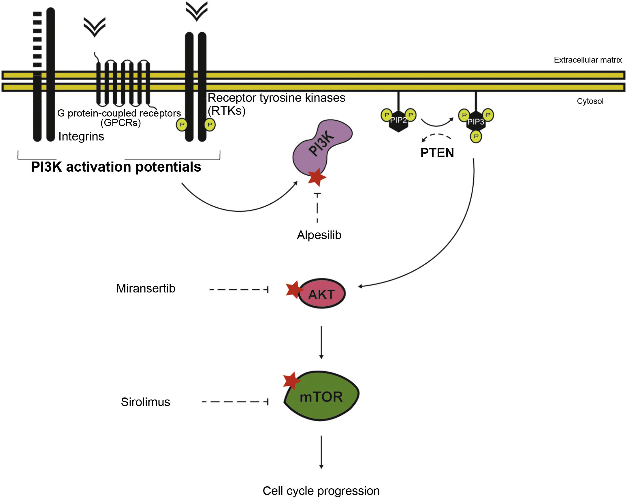 PIK3CA-related overgrowth spectrum (PROS): New insight in known ...