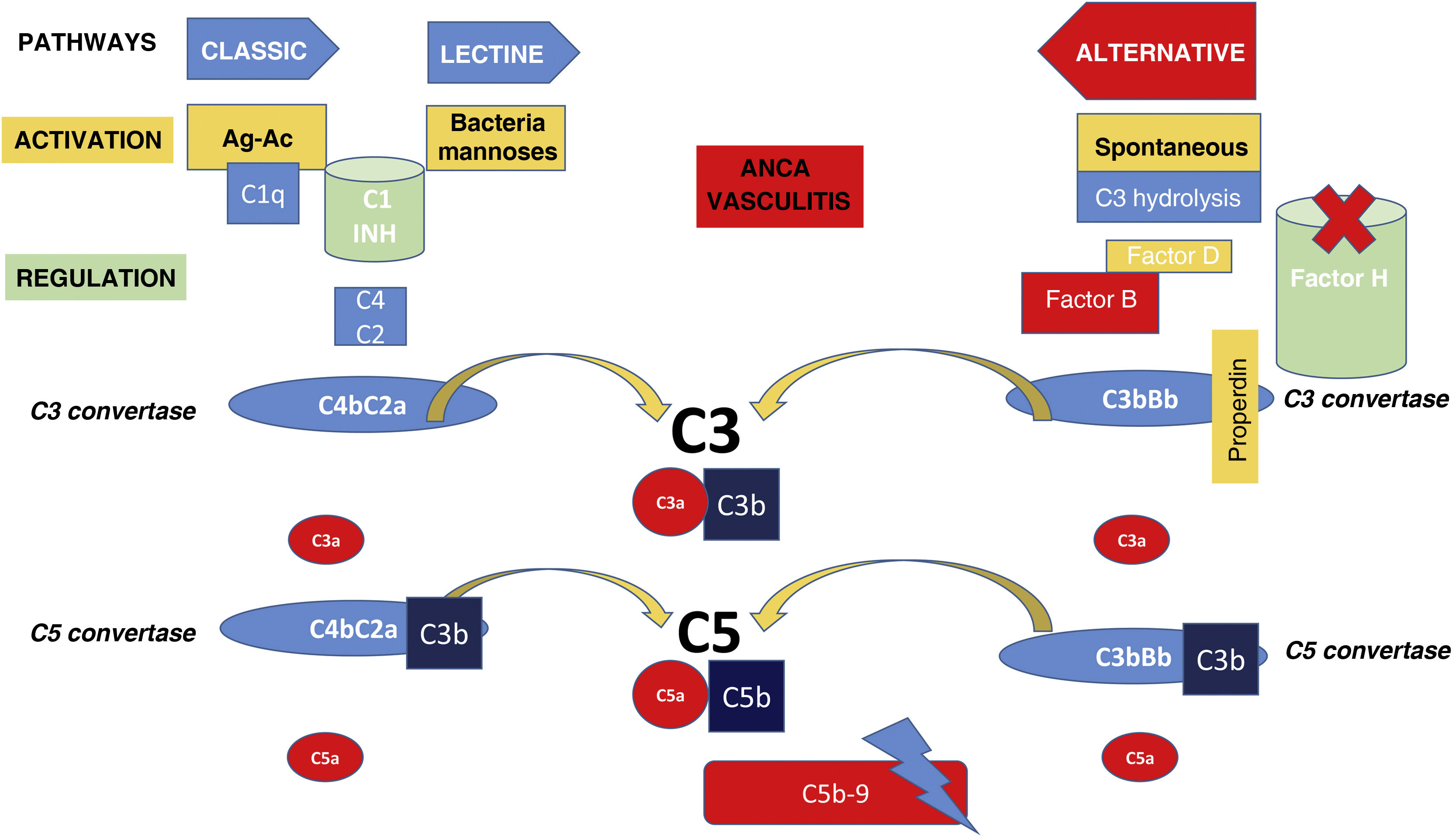 Complement in vasculitis associated with anti-neutrophil cytoplasm ...