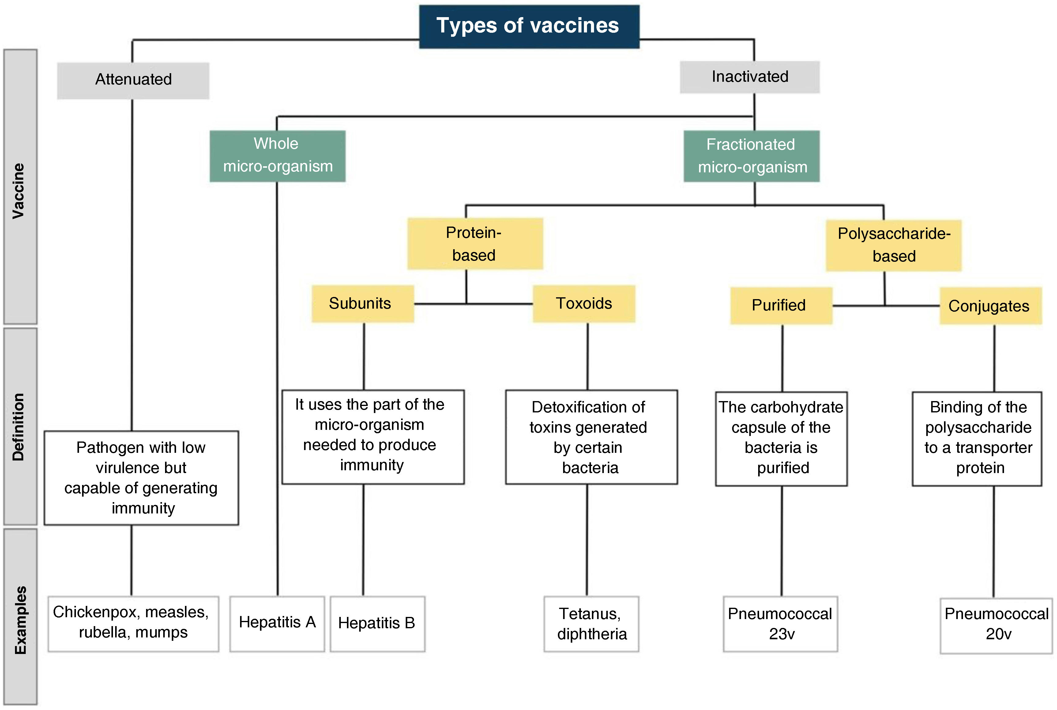 The value of vaccines in the 21st century | Medicina Clínica (English ...
