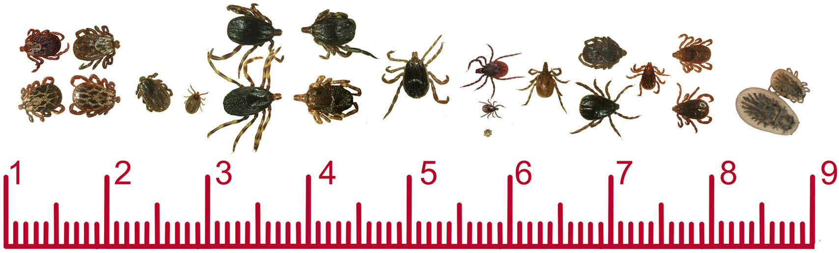 Tick-borne diseases in Spain | Medicina Clínica (English Edition)