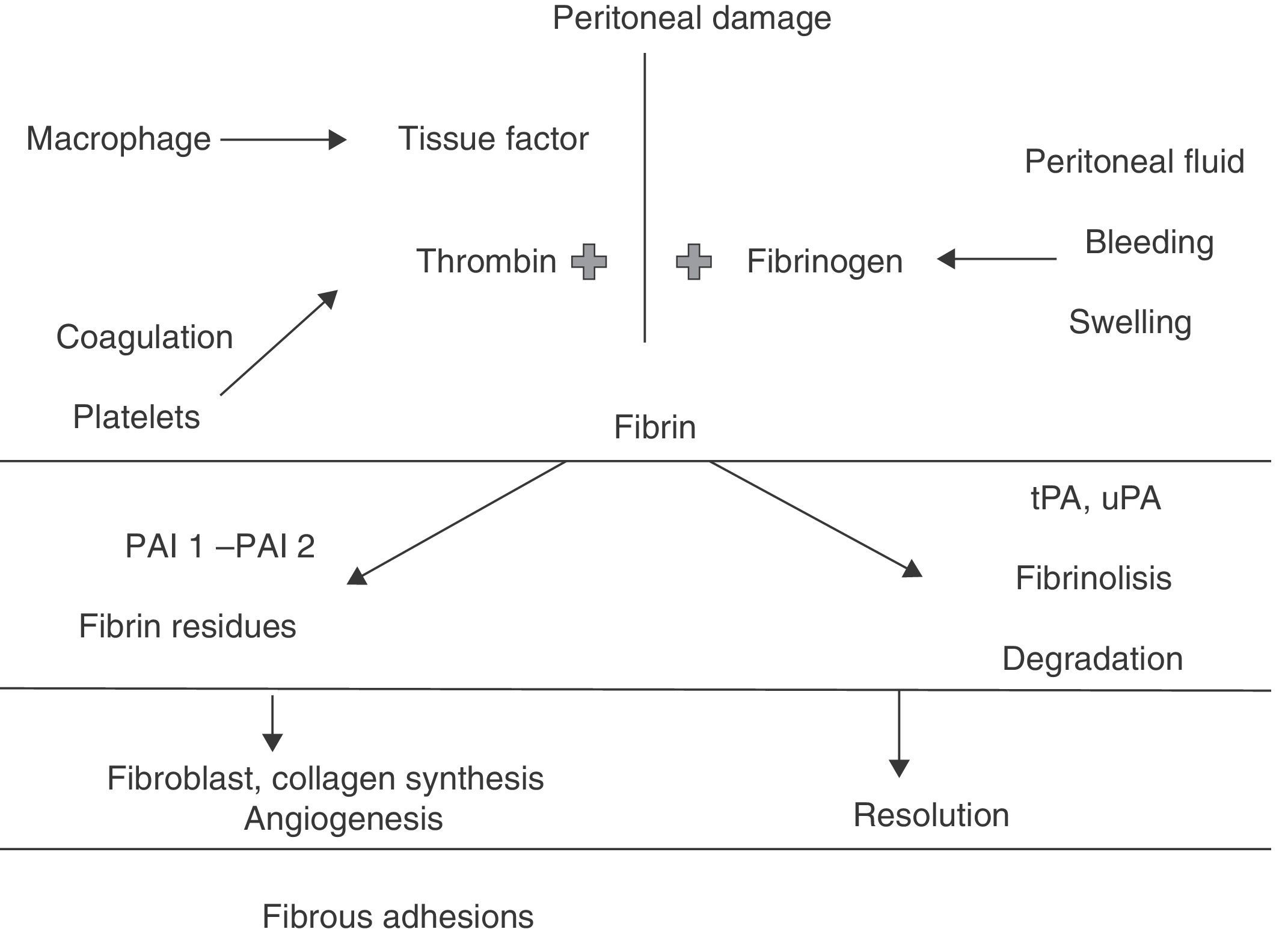 Intestinal obstruction secondary to postoperative adhesion formation in ...