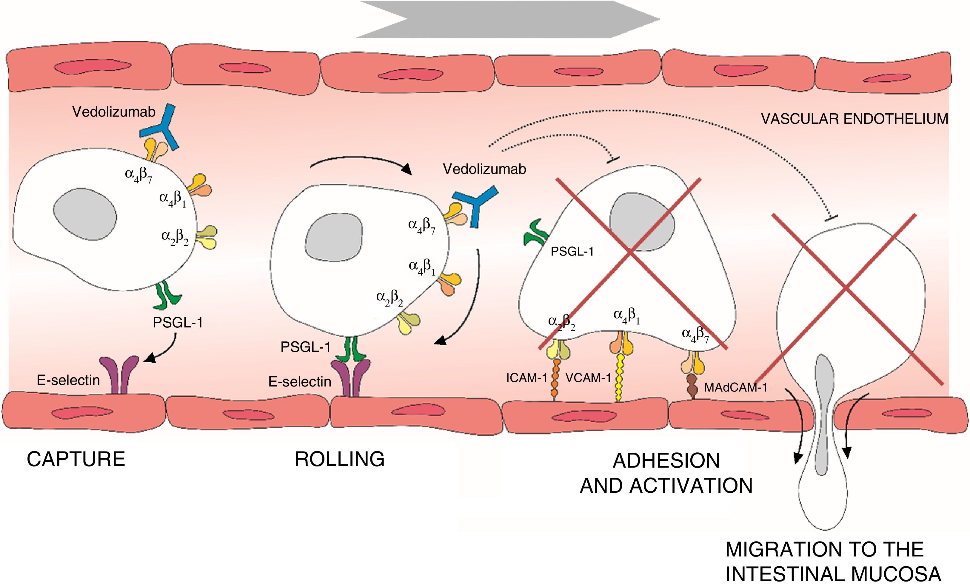 Efficacy and safety of vedolizumab in the treatment of ulcerative ...