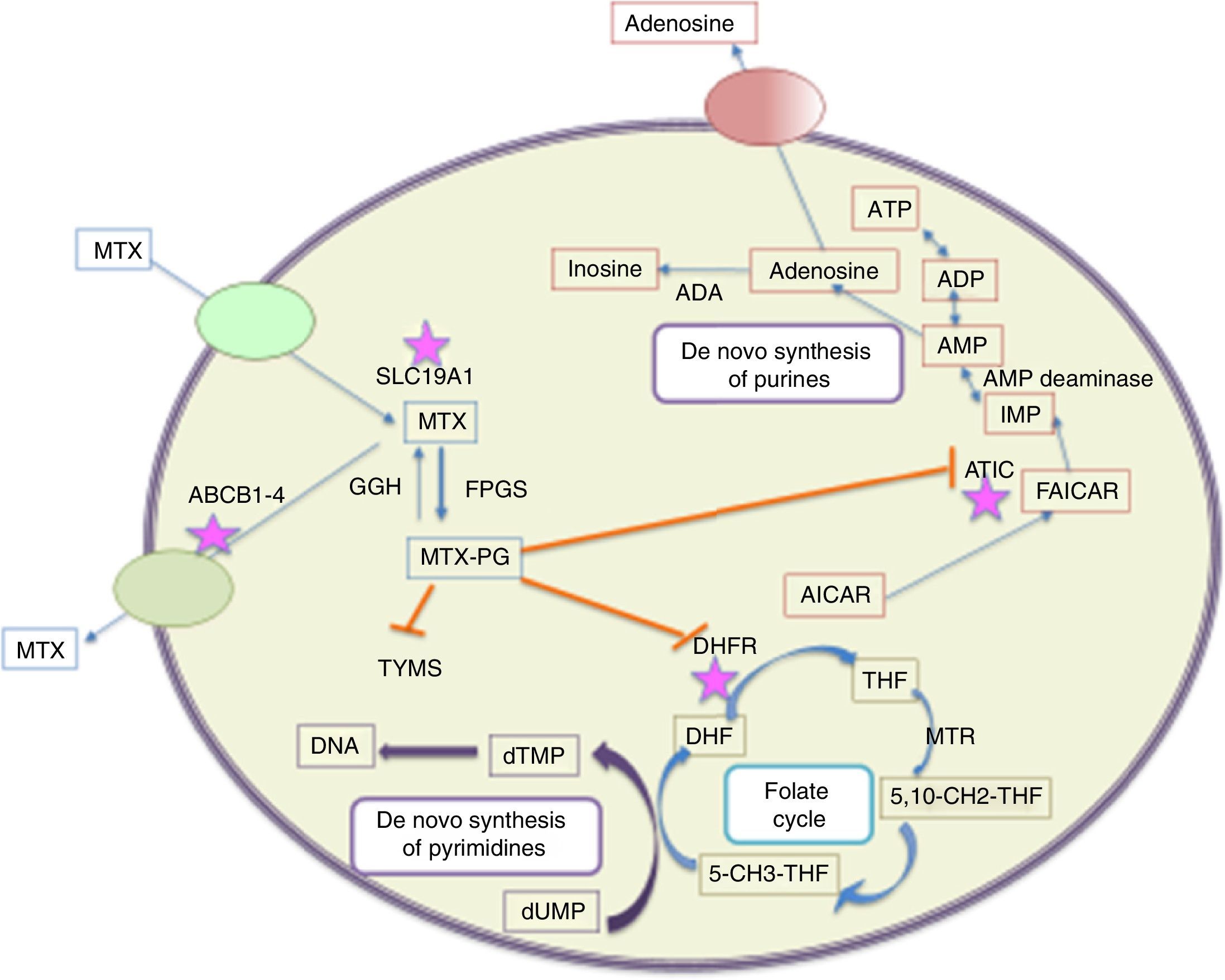 methotrexate action pathway