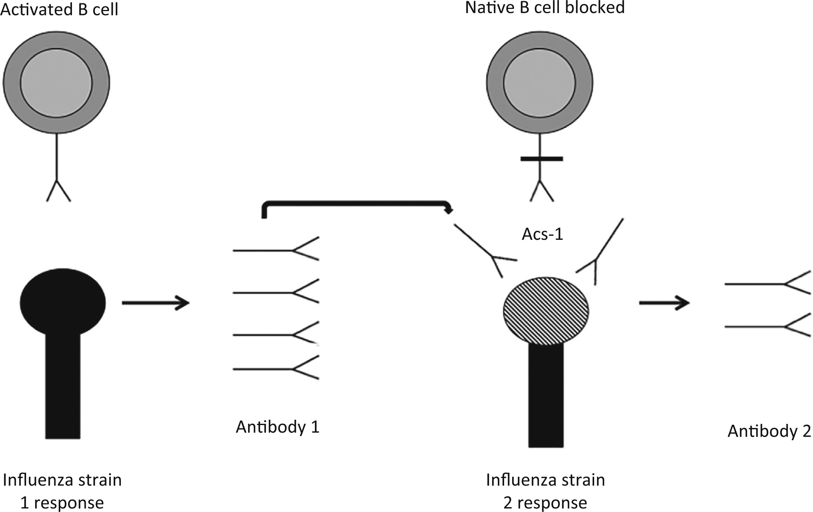 The role of “original antigenic sin” on influenza vaccine response ...
