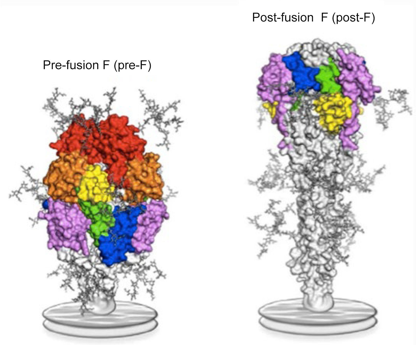 Preliminary data on messenger RNA (mRNA) vaccines against respiratory ...