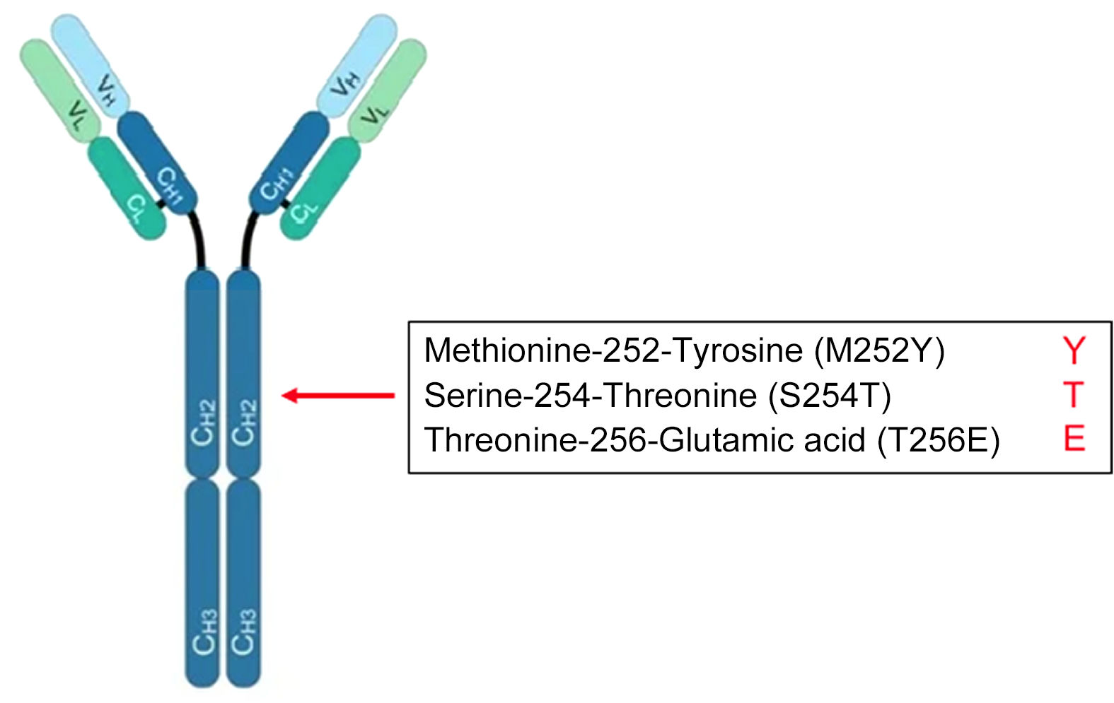 Nirsevimab: Towards universal child immunization against respiratory ...