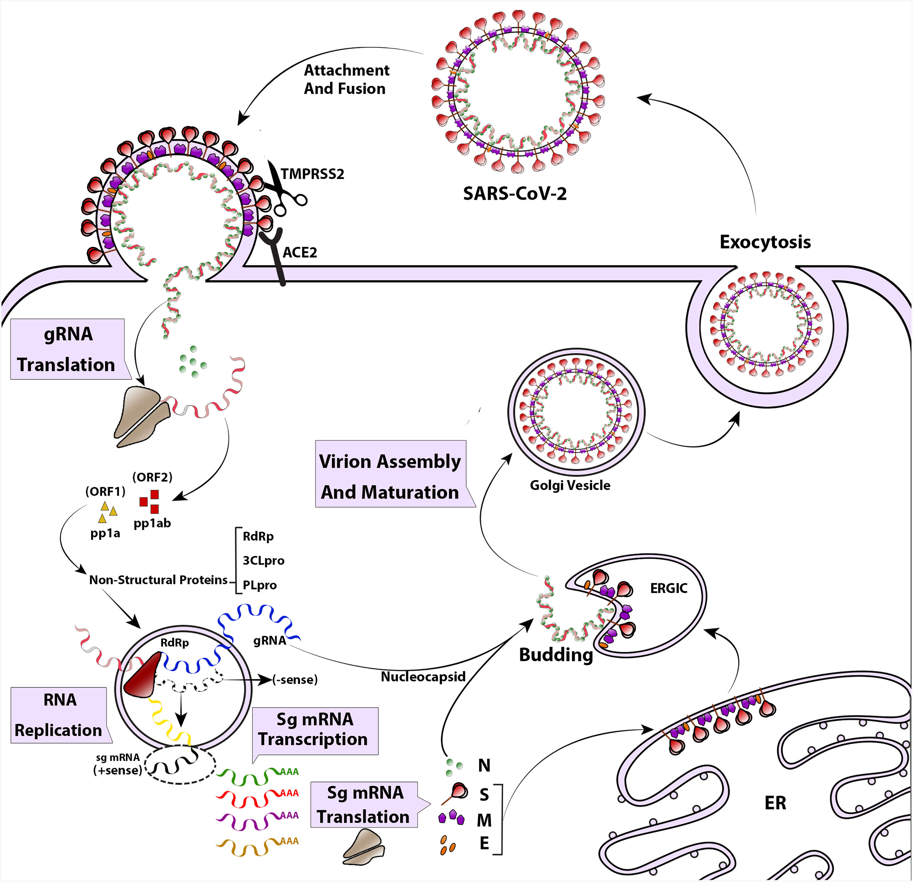Delving into revolutionary SARS-CoV-2 vaccine approaches: Molecular and virological examinations ...