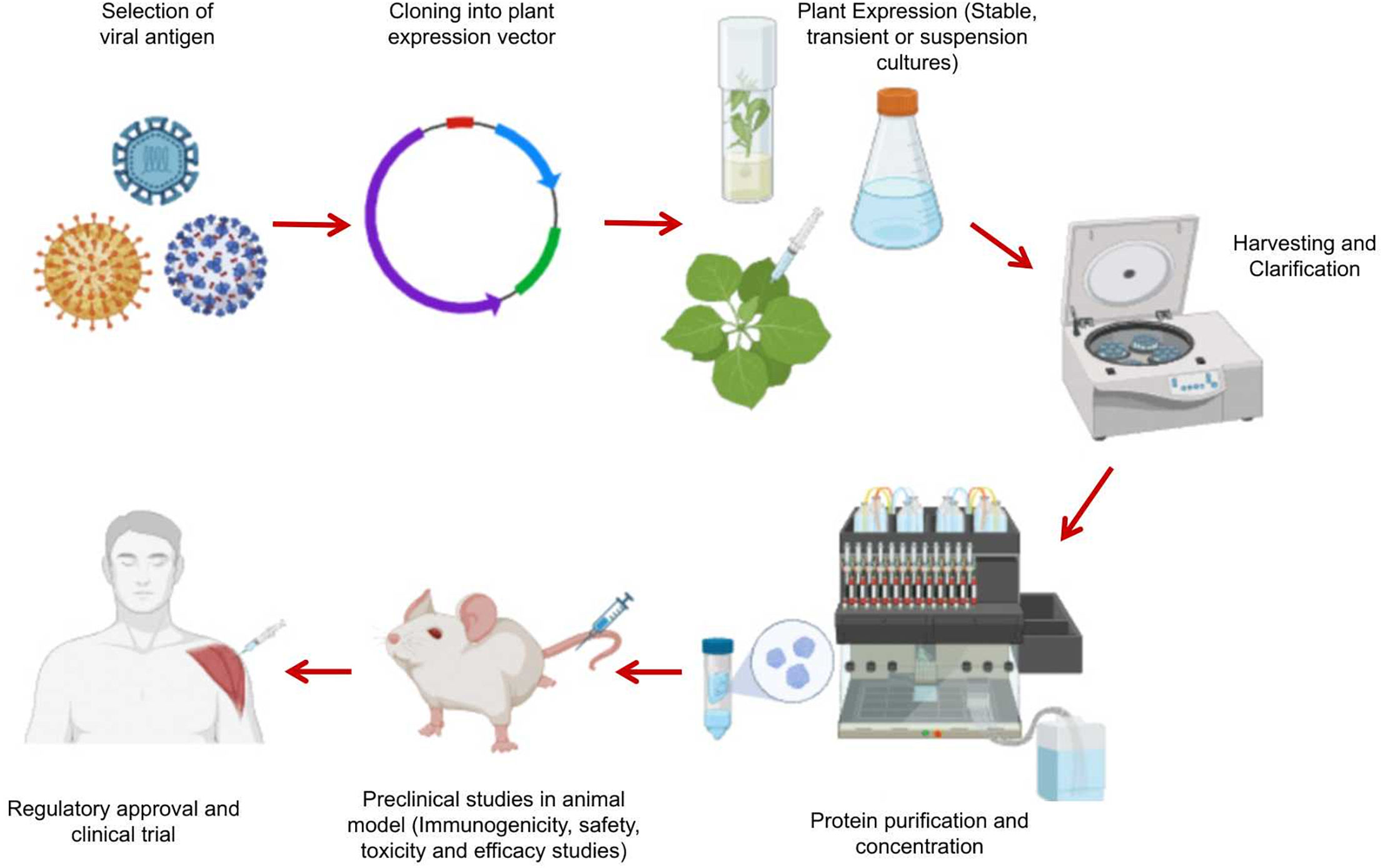 Plant system as a versatile and robust platform for the development of ...