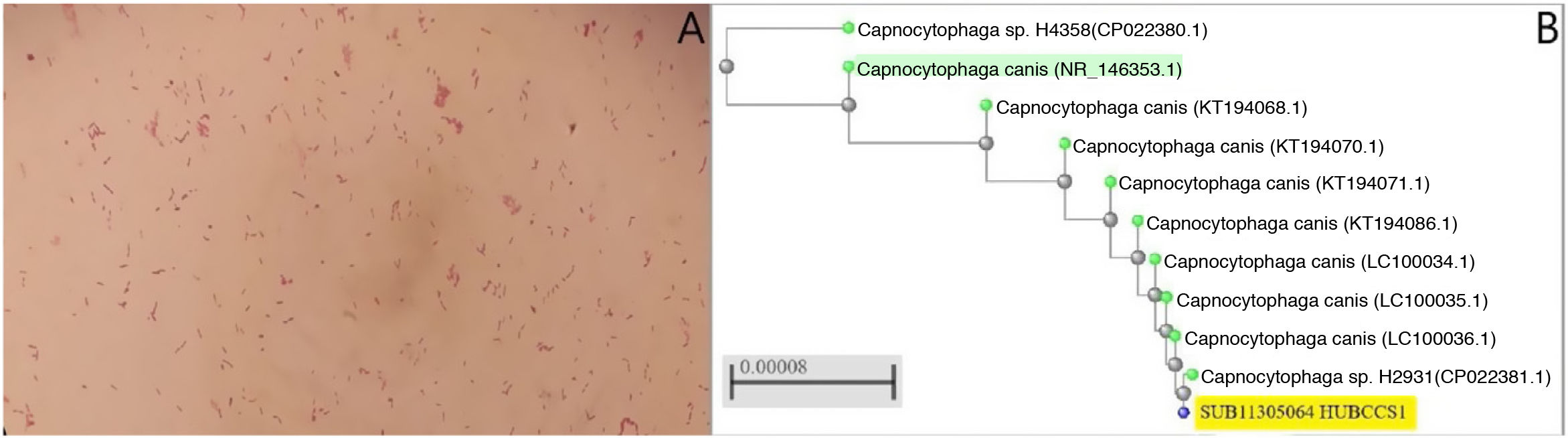 Capnocytophaga canis as an uncommon cause of cat related infection ...