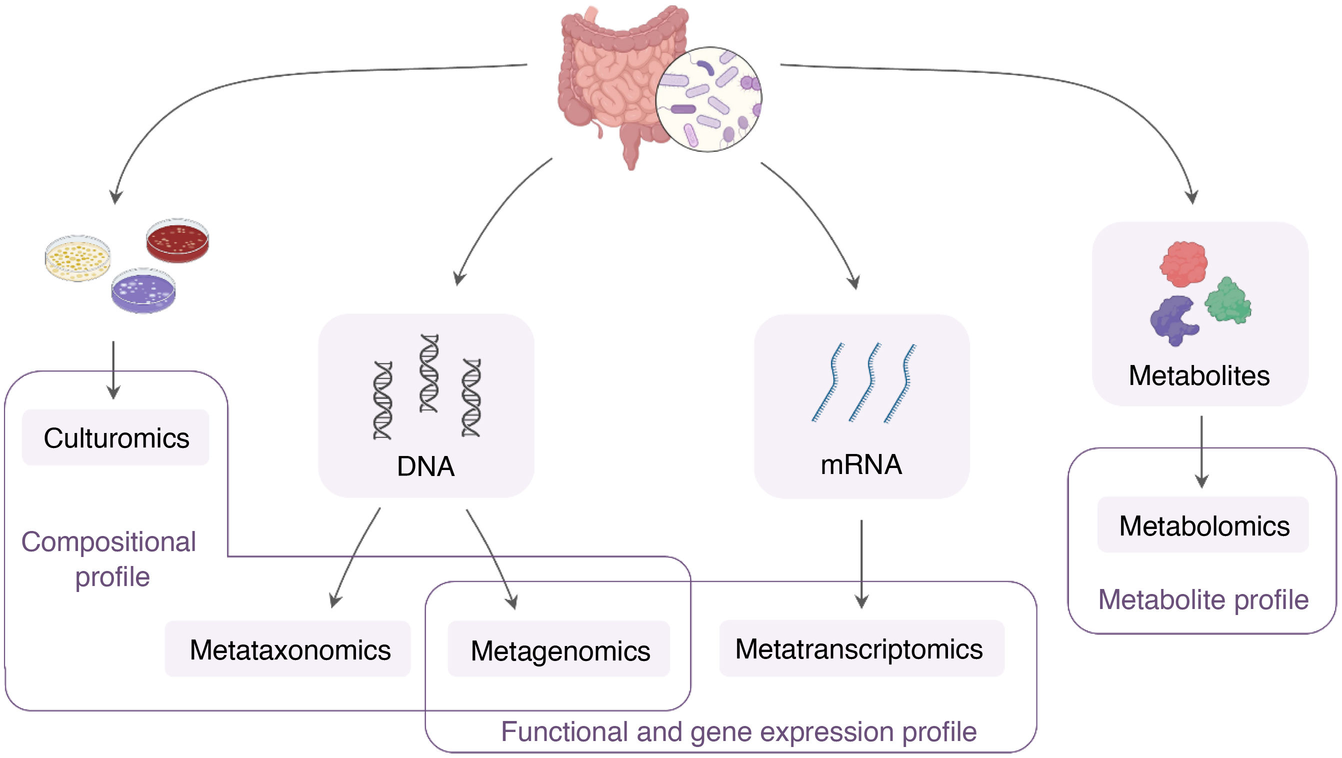Human Gut Bacteria Diagram