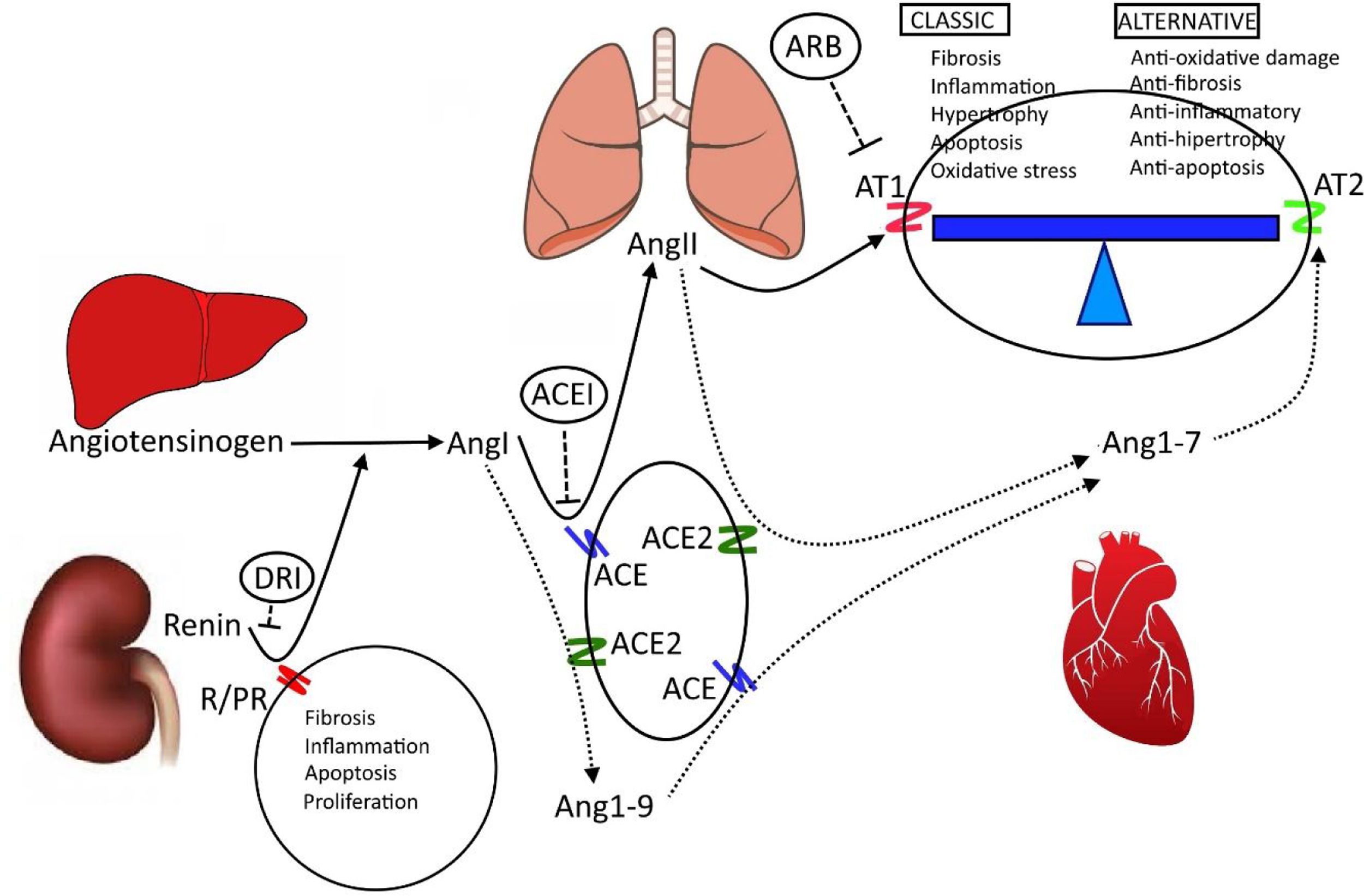 difference between ras and raas
