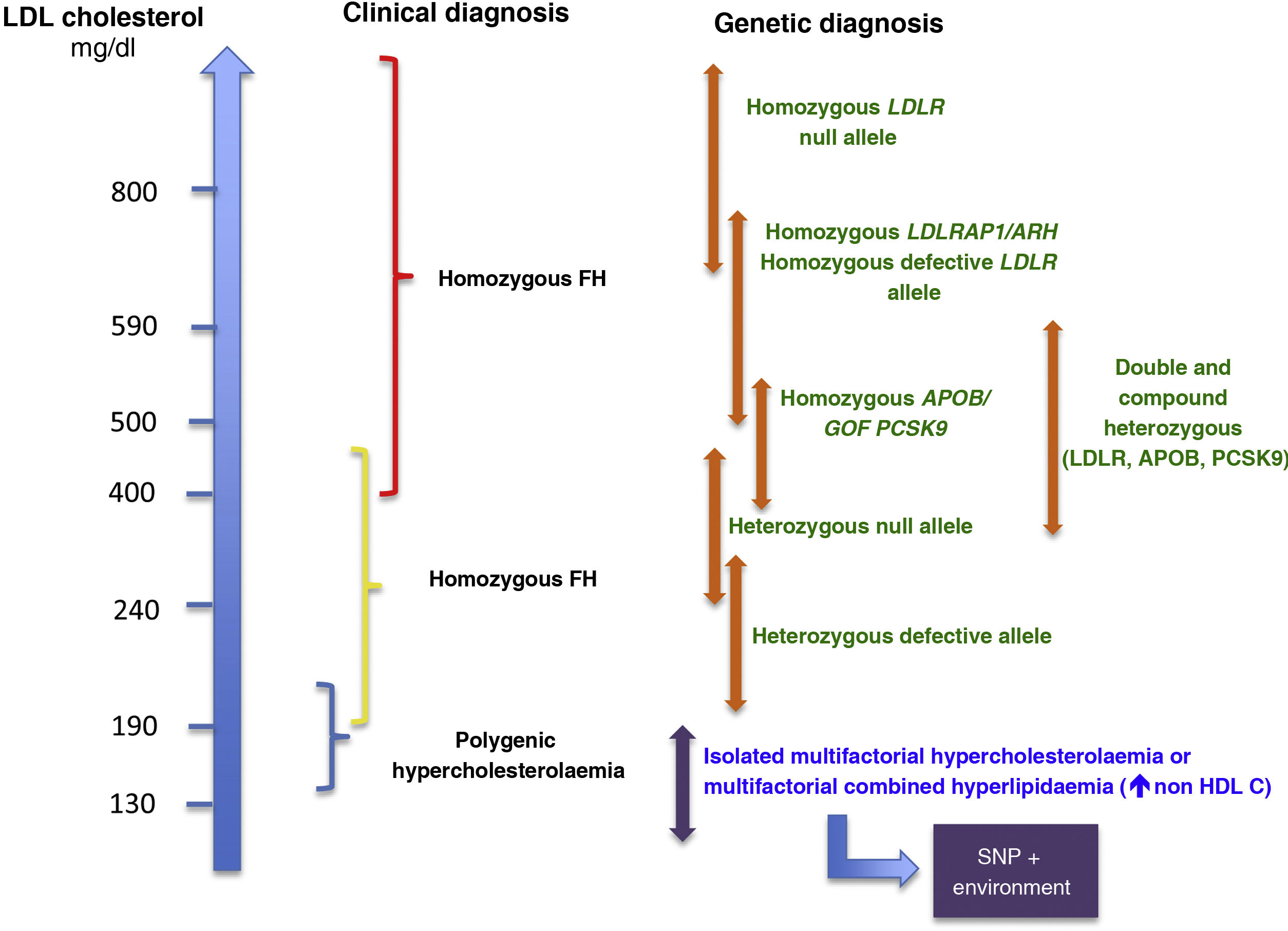 polygenic inheritance cholesterol