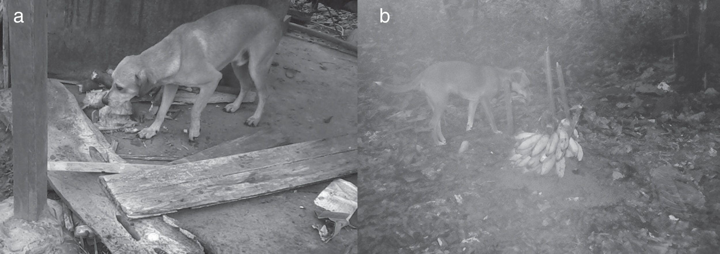 Dog invasion in agroforests: The importance of households, roads and ...