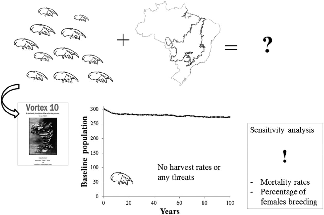 Population viability analysis as a tool for giant anteater conservation ...