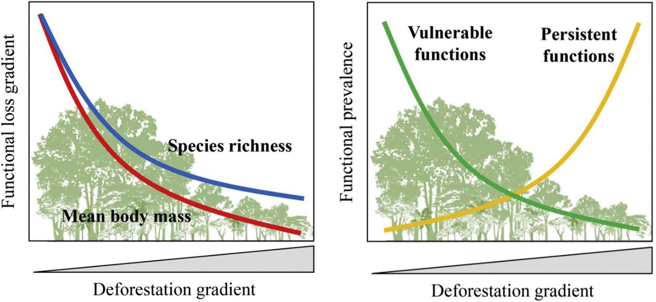 Land-use changes lead to functional loss of terrestrial mammals in a ...