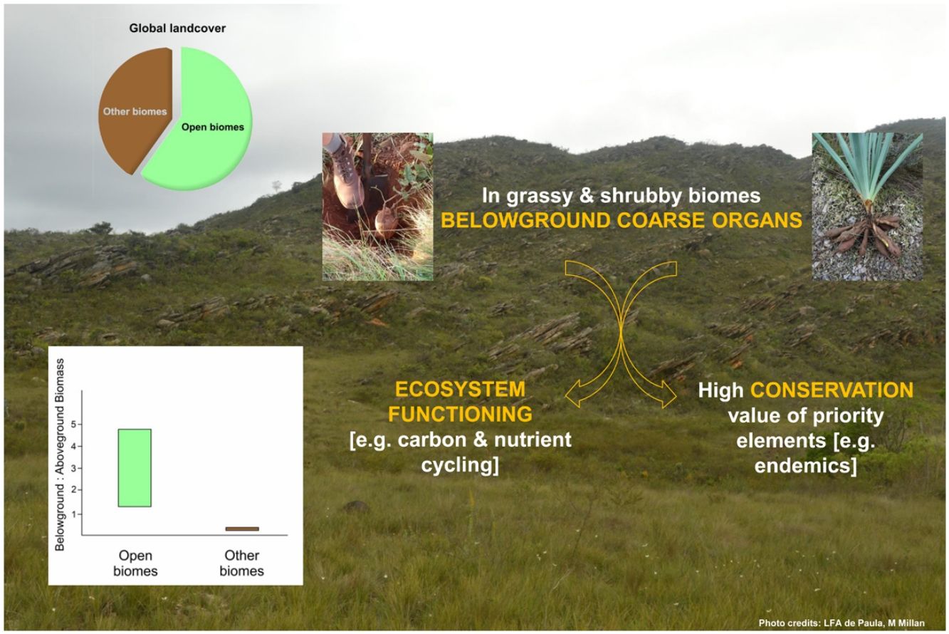 The underestimated global importance of plant belowground coarse organs ...