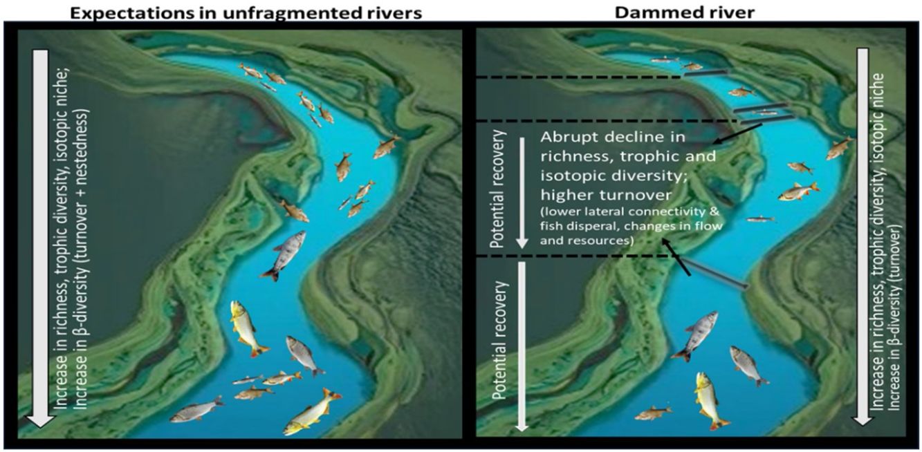 Longitudinal changes on ecological diversity of Neotropical fish along ...