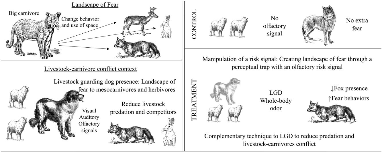 Olfactory repellents as perceptual traps for mesocarnivores immersed in ...
