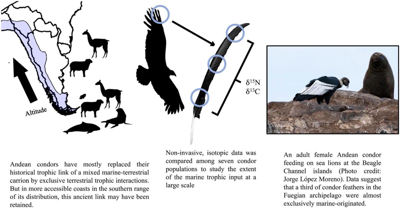 andean condor predators