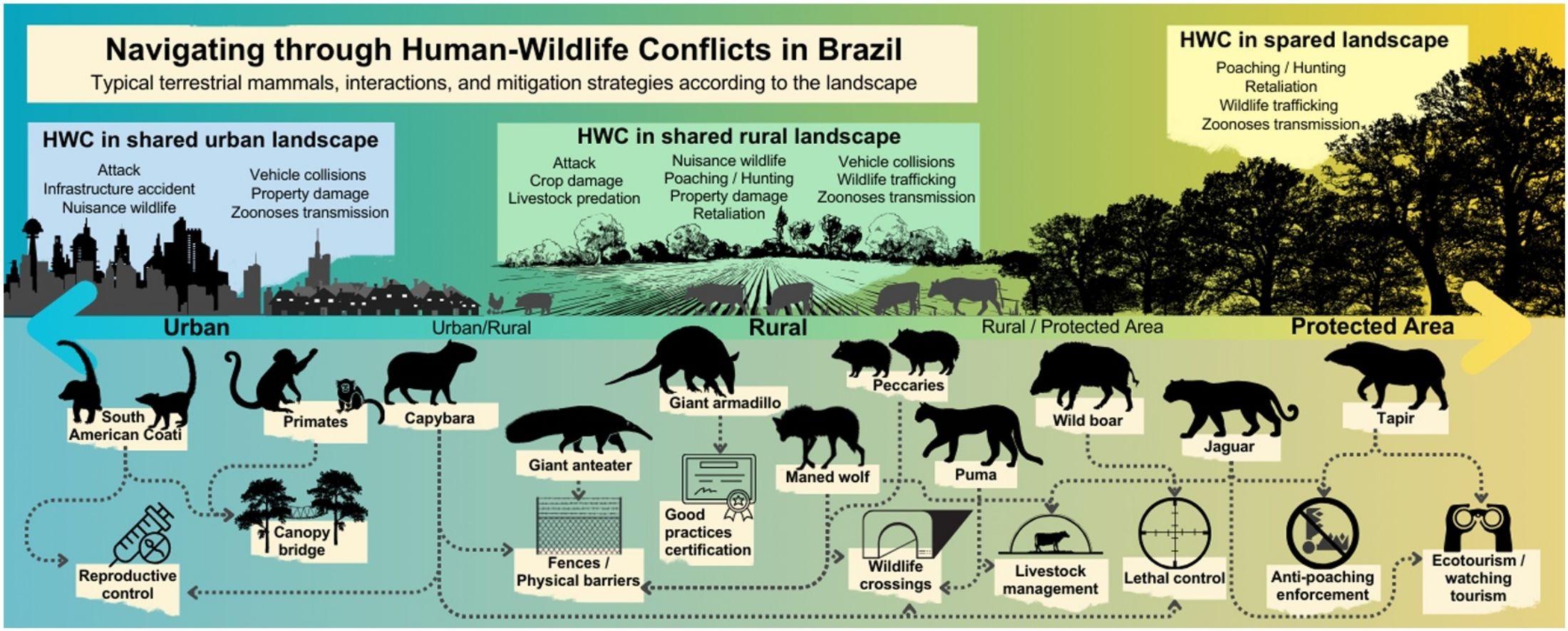 capybara attack human